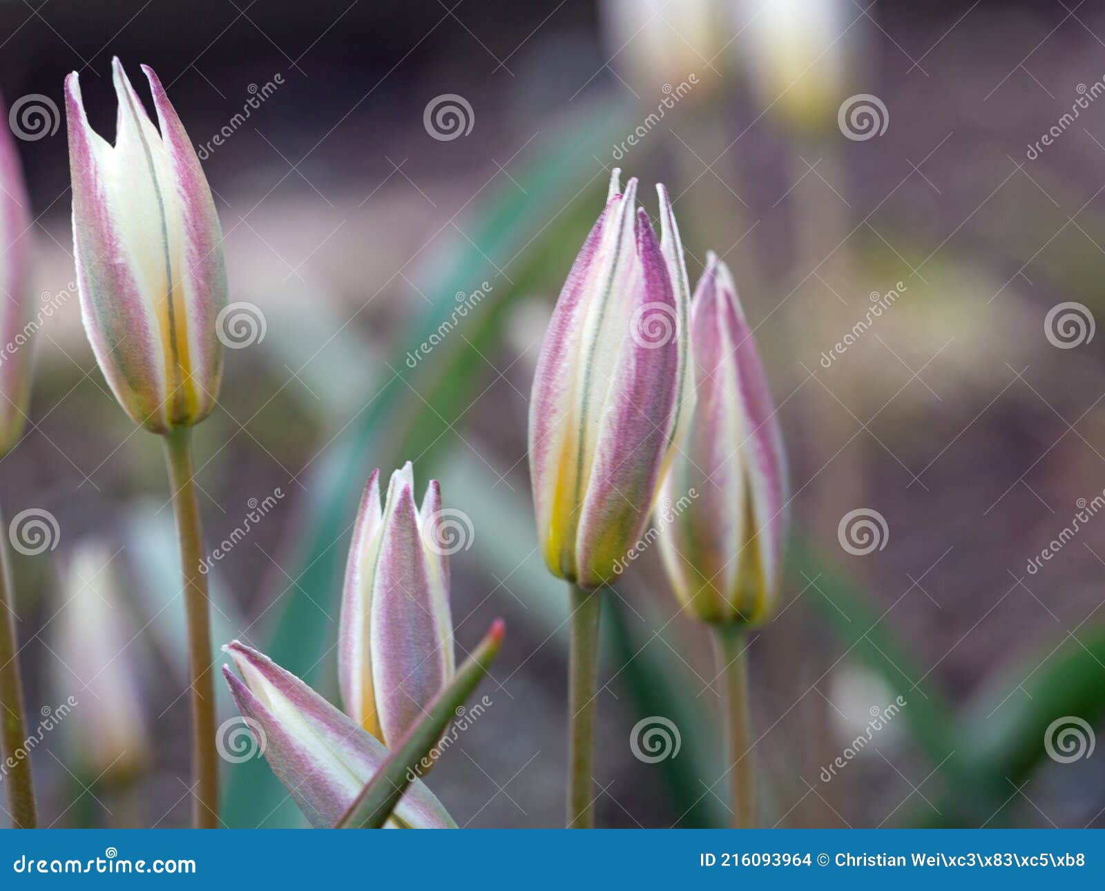 Tulipa Tulipa Biflora Com Duas Floradas Foto de Stock - Imagem de ...