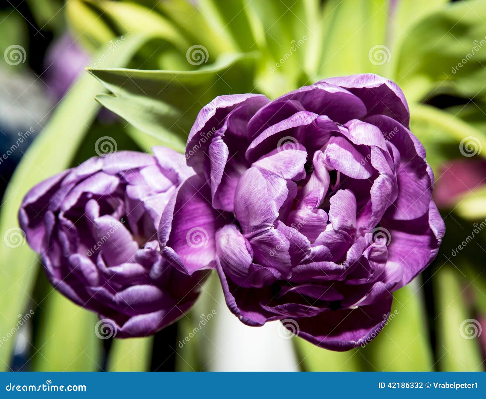 Tulipa Blue Diamond stock photo. Image of beautiful, lilioideae - 42186332