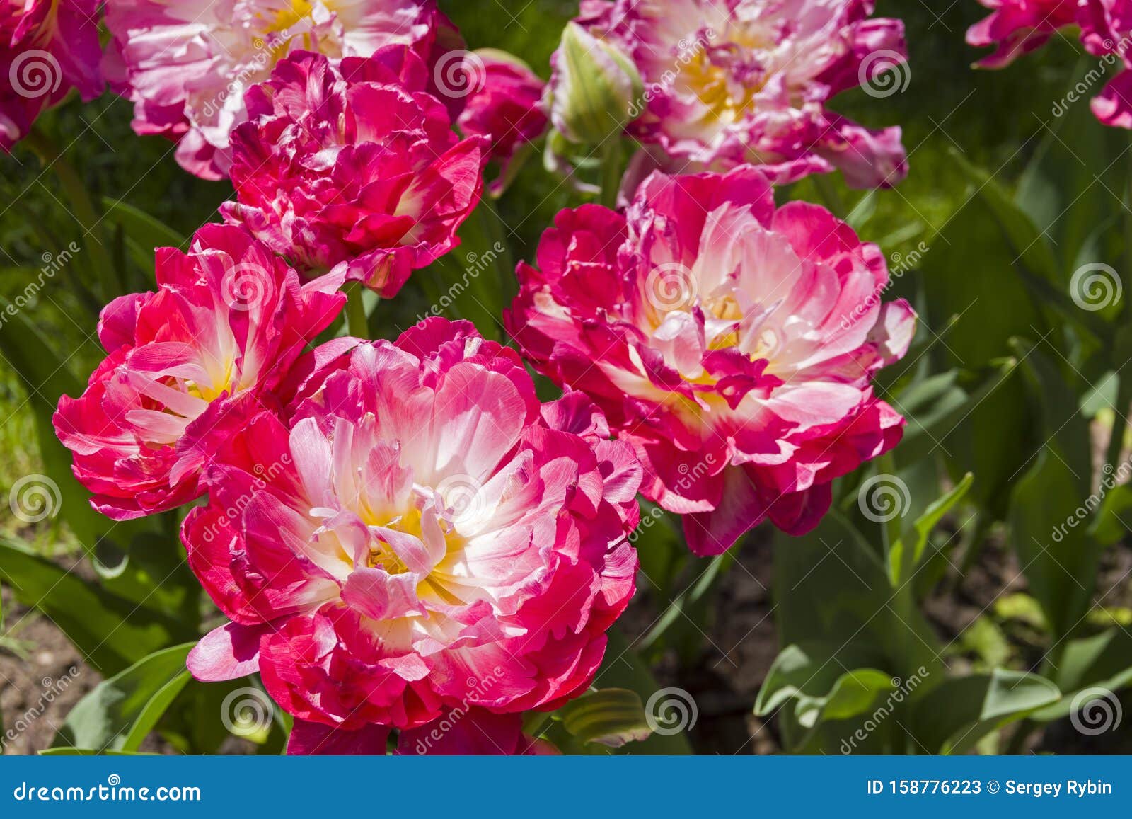 Tulipa of the Double Sugar Species Stock Image - Image of park, garden ...