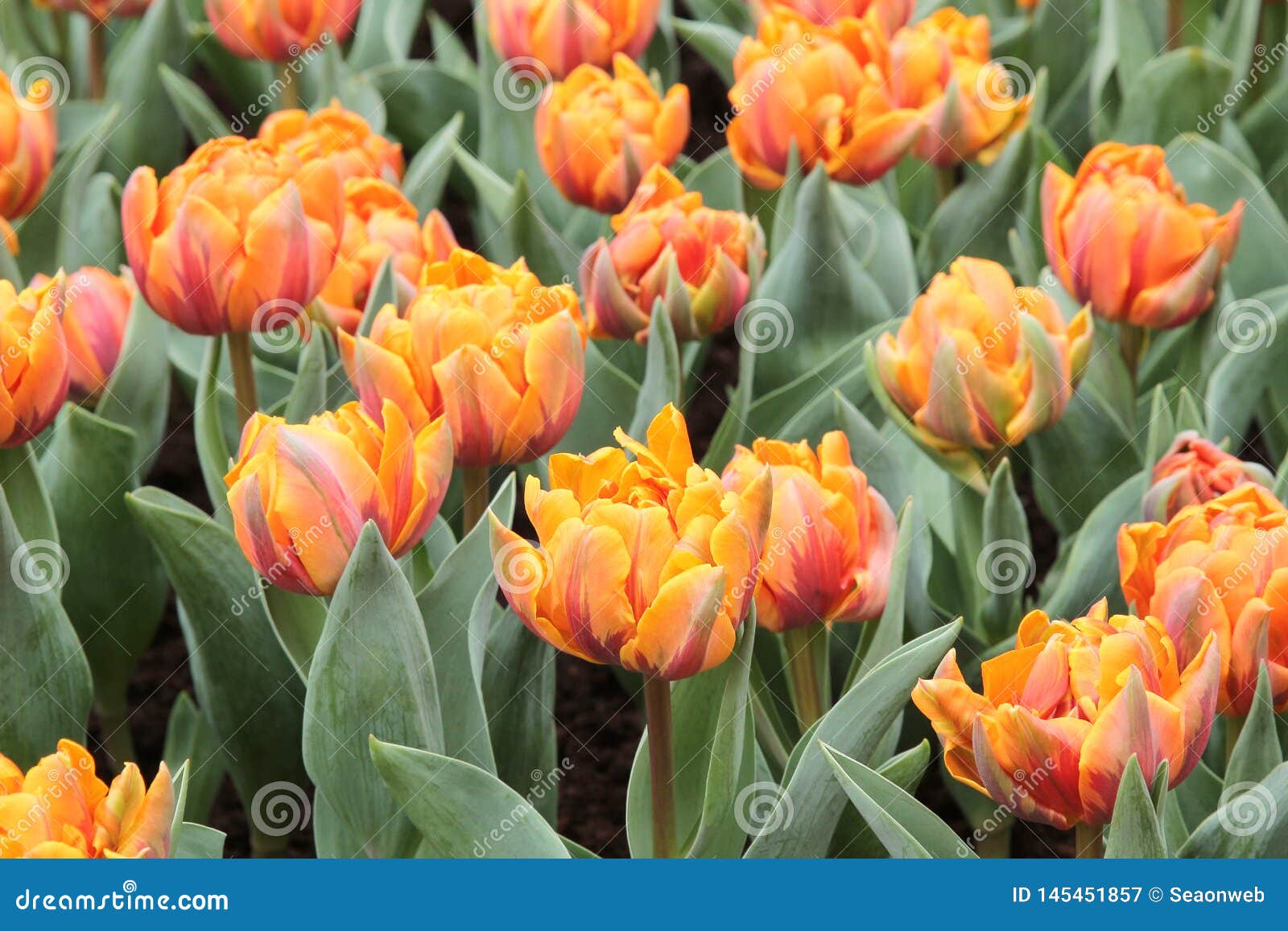 The Tulipa Gesneriana at Flower Show 2014 Stock Image - Image of stalk, tulip: 145451857