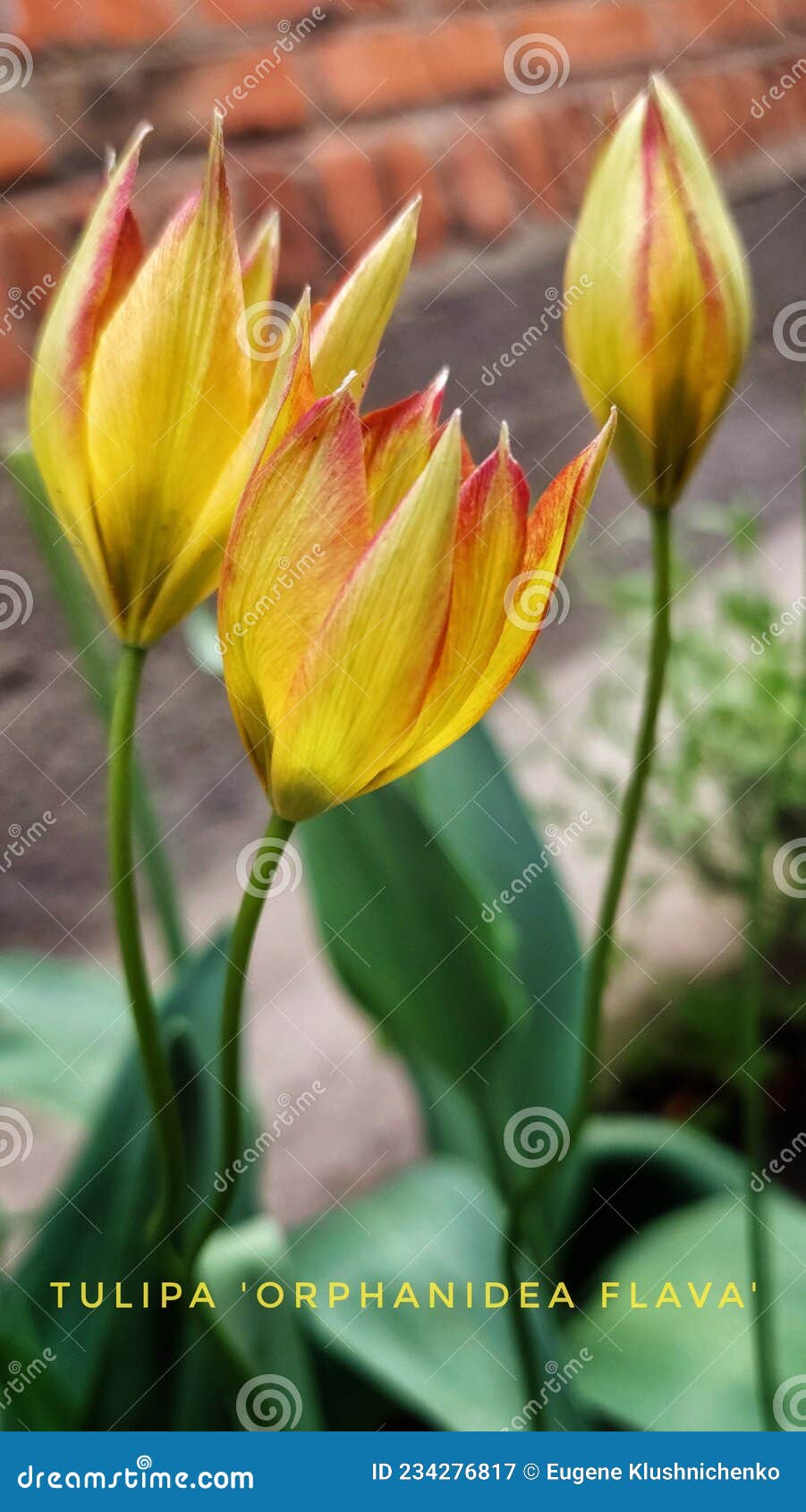 Tulip Orphanidea Stock Photos - Free & Royalty-Free Stock Photos from ...