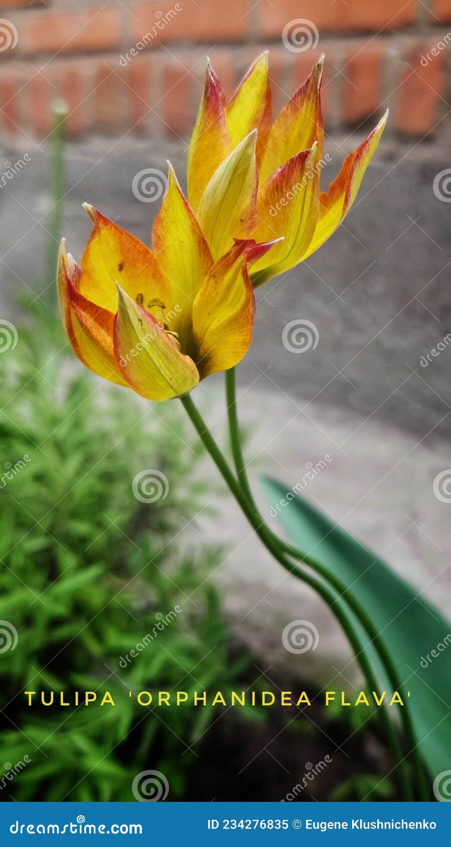 Tulipa orphanidea flava stock image. Image of flava - 234276835