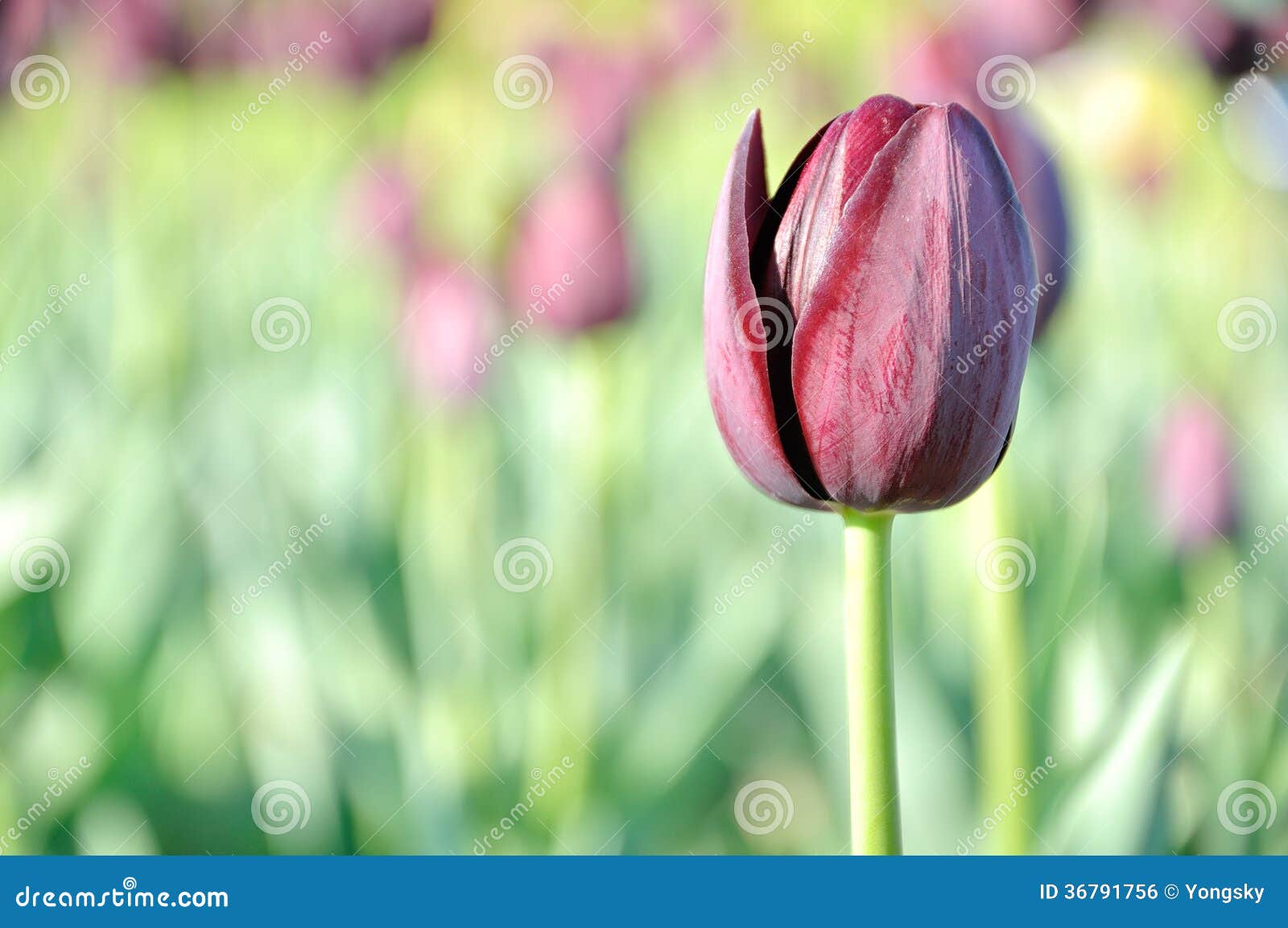 Tulipa roxa foto de stock. Imagem de florescer, flor - 36791756