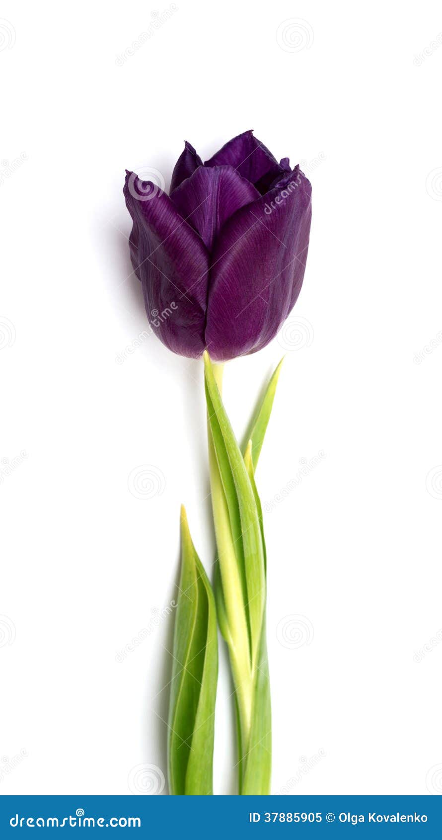 Tulipa roxa imagem de stock. Imagem de frente, macro - 37885905