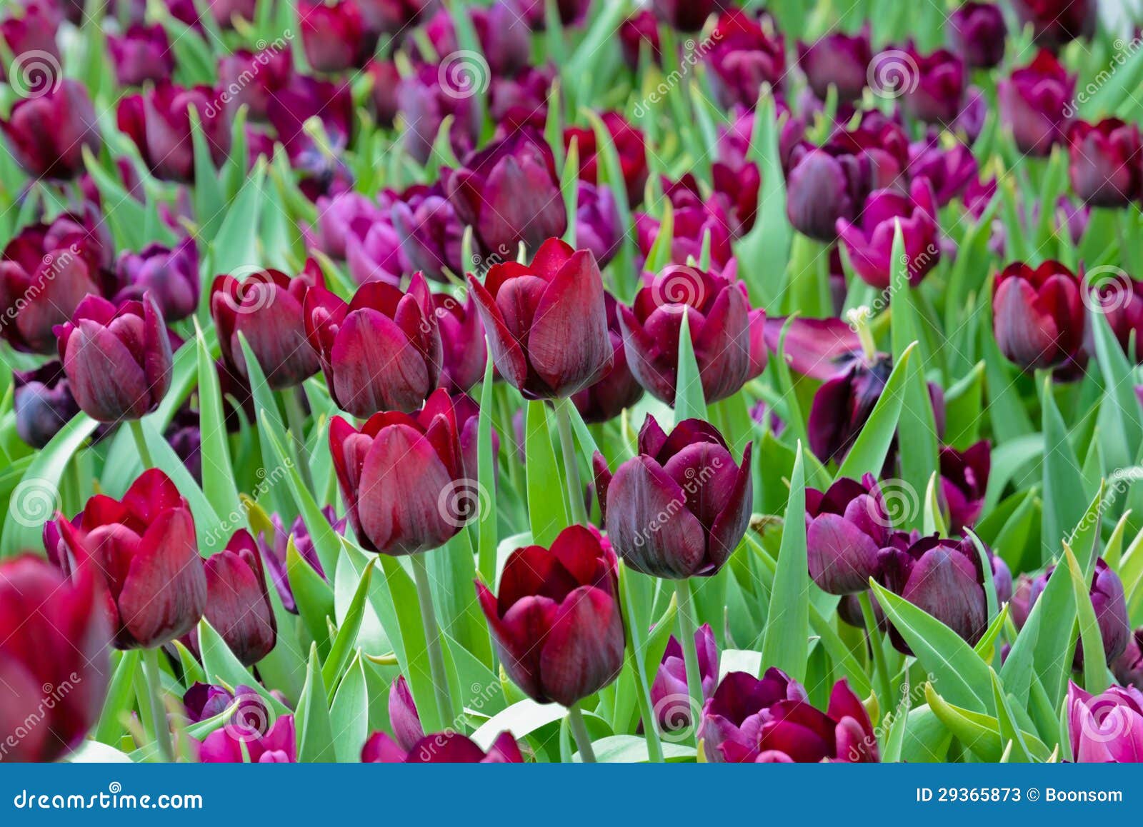 Tulipa roxa bonita imagem de stock. Imagem de florescer - 29365873