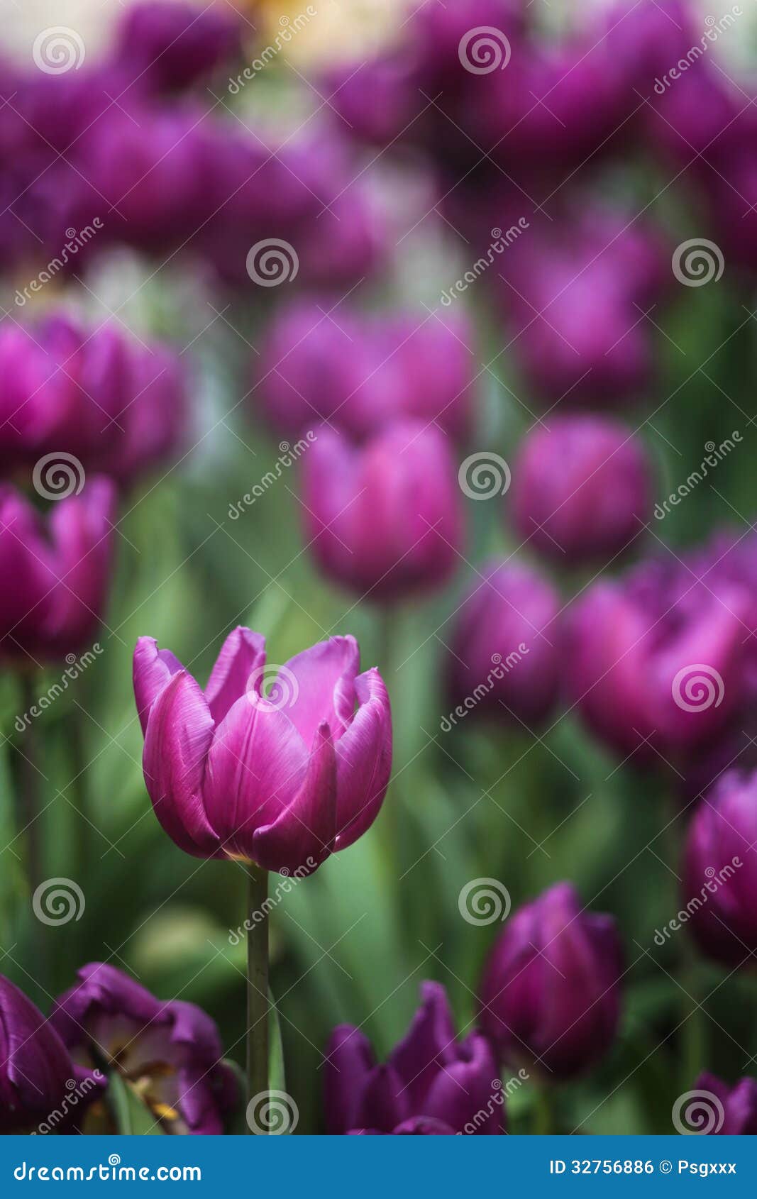 Tulipa roxa 3 (retrato) foto de stock. Imagem de tulipa - 32756886