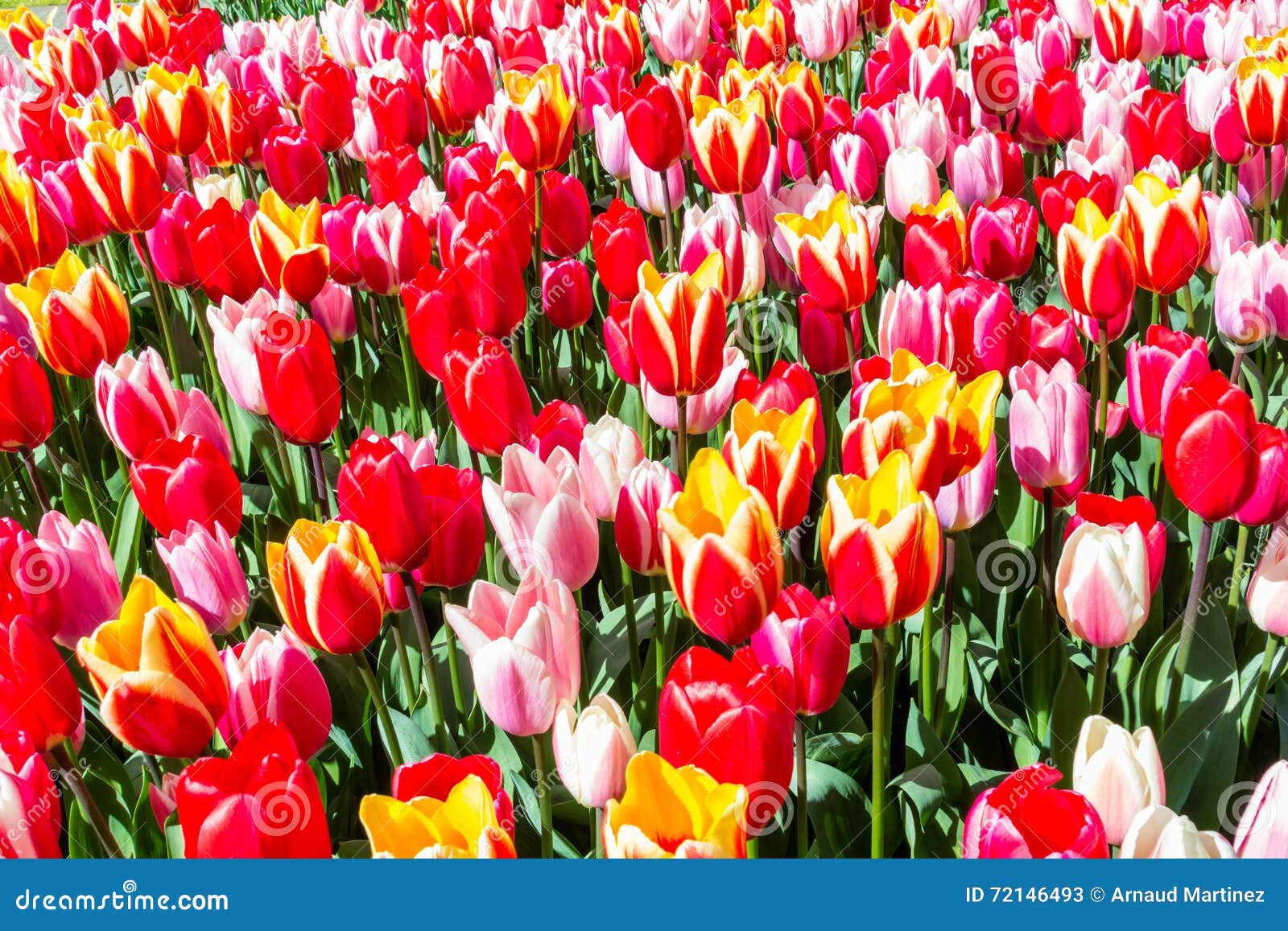 Tulipa Spring Surprise stock image. Image of color, flower - 72146493