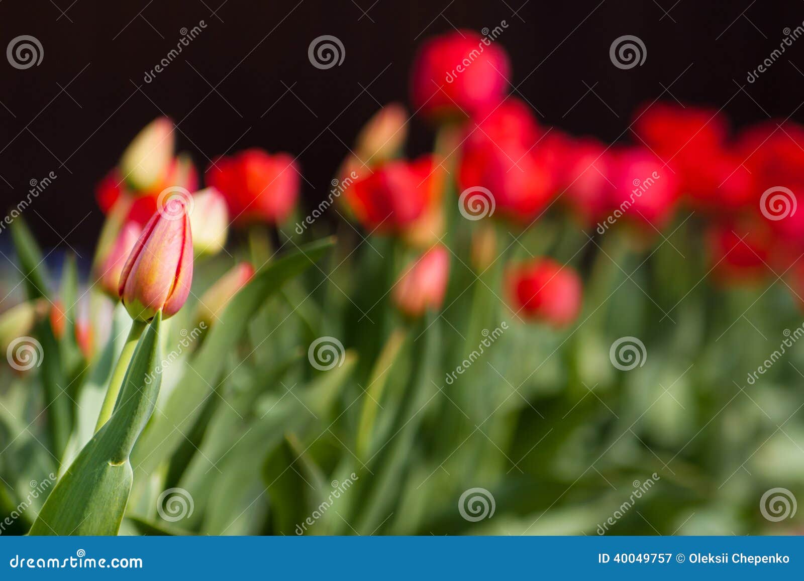 Tulipa Vermelha Fechada Individual Imagem de Stock - Imagem de beleza ...