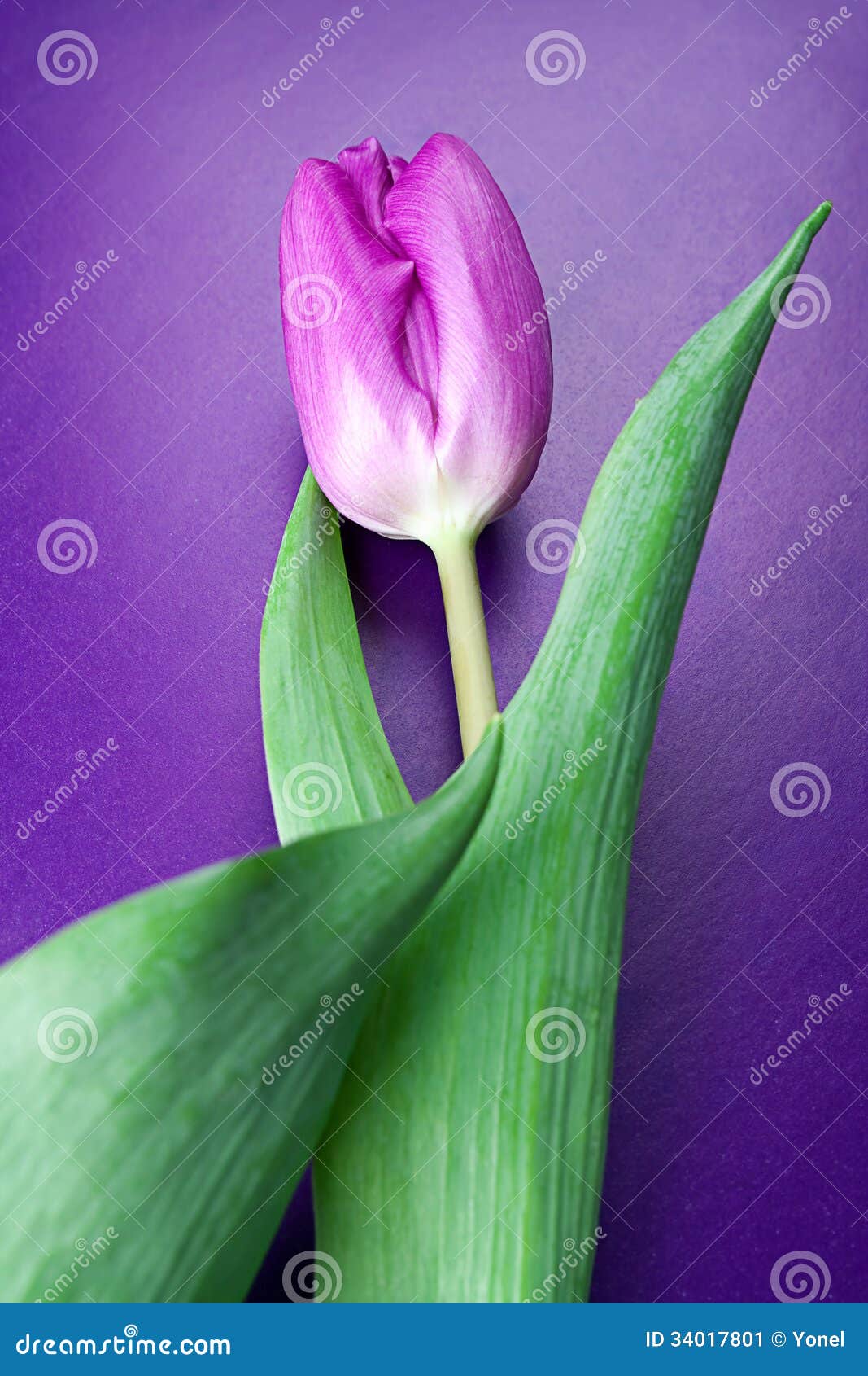 Tulipa violeta. imagem de stock. Imagem de tulipa, elegante - 34017801