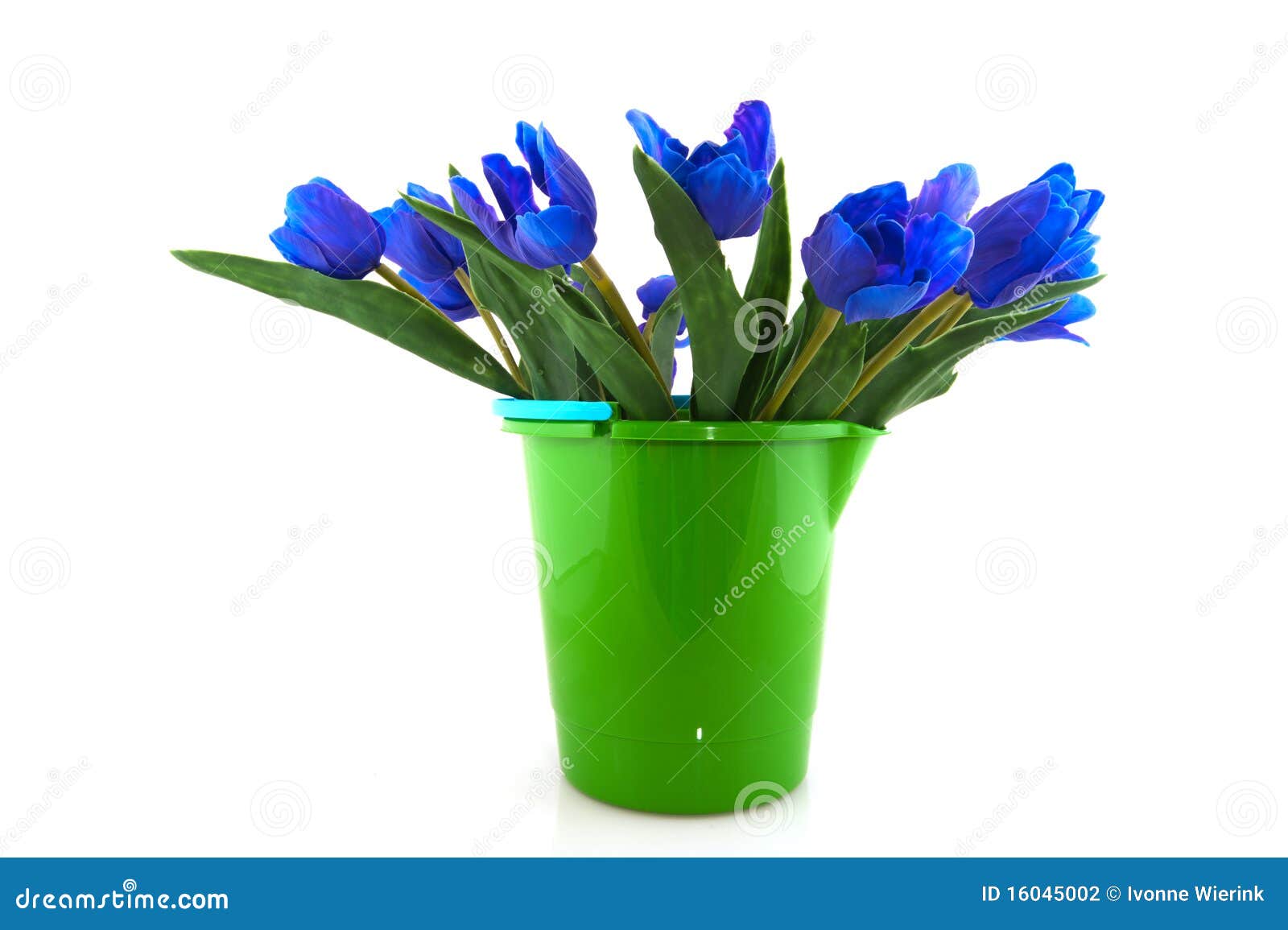 Tulipanes azules foto de archivo. Imagen de intenso, fondo - 16045002