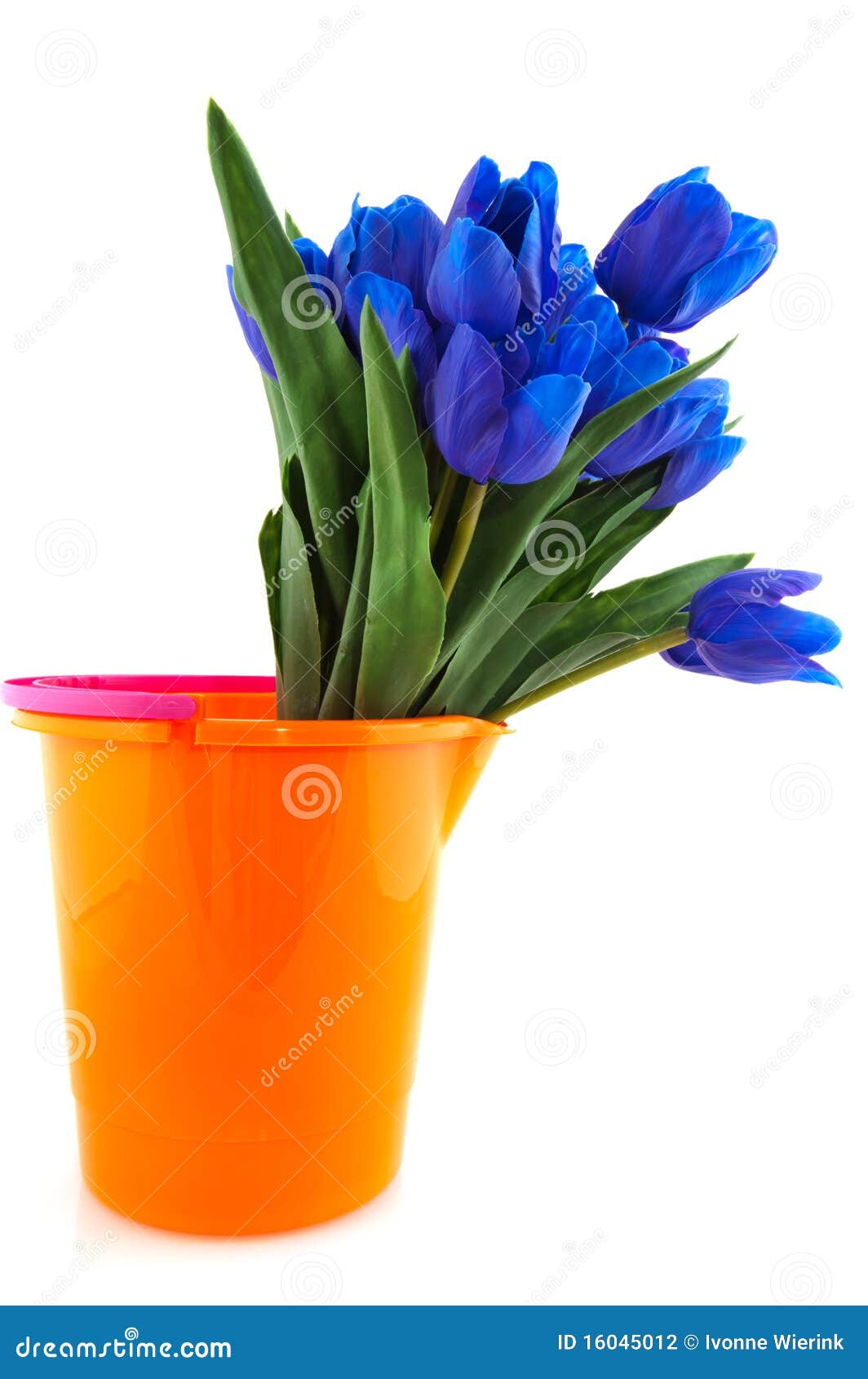 Tulipanes azules foto de archivo. Imagen de artificial - 16045012