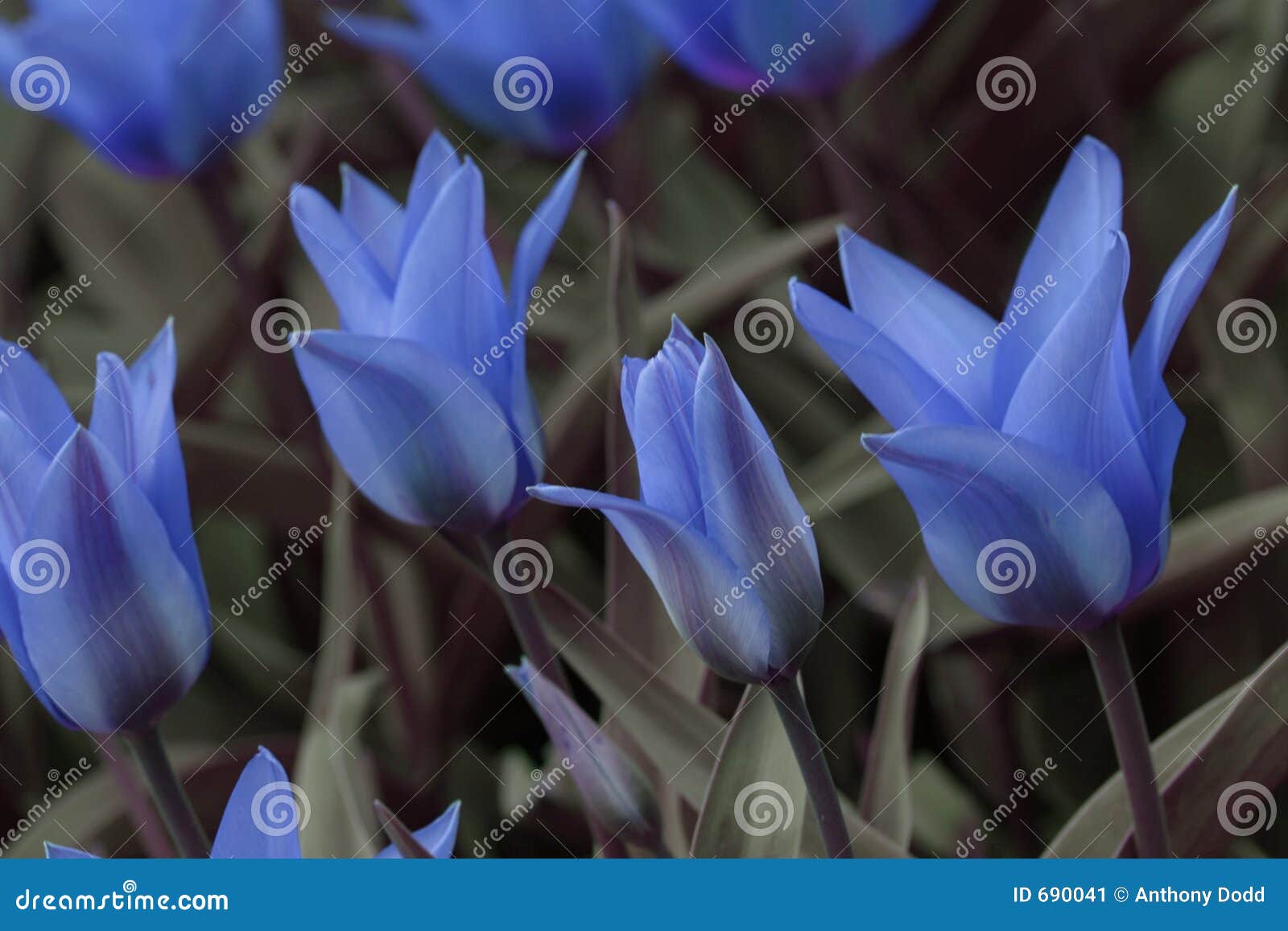 Tulipanes azules imagen de archivo. Imagen de pétalo, germen - 690041