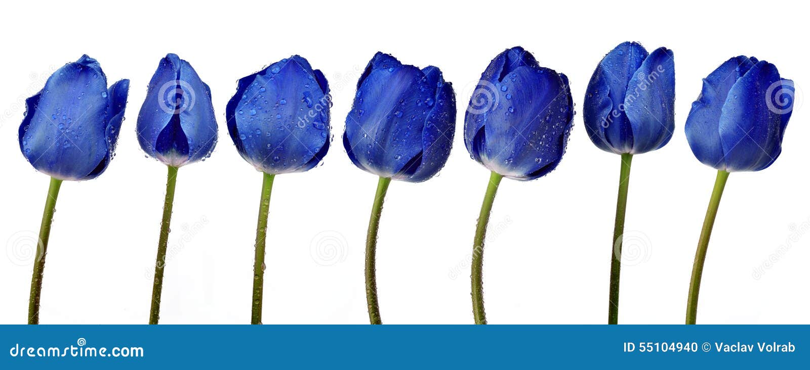 Tulipanes Azules Cubiertos De Rocio Foto de archivo - Imagen de belleza ...