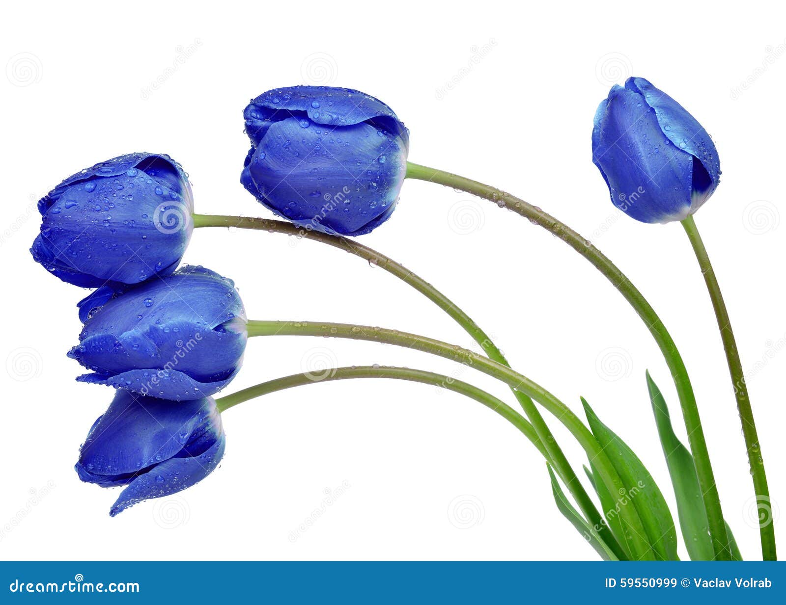 Tulipanes Azules Cubiertos De Rocio Imagen de archivo - Imagen de flora ...