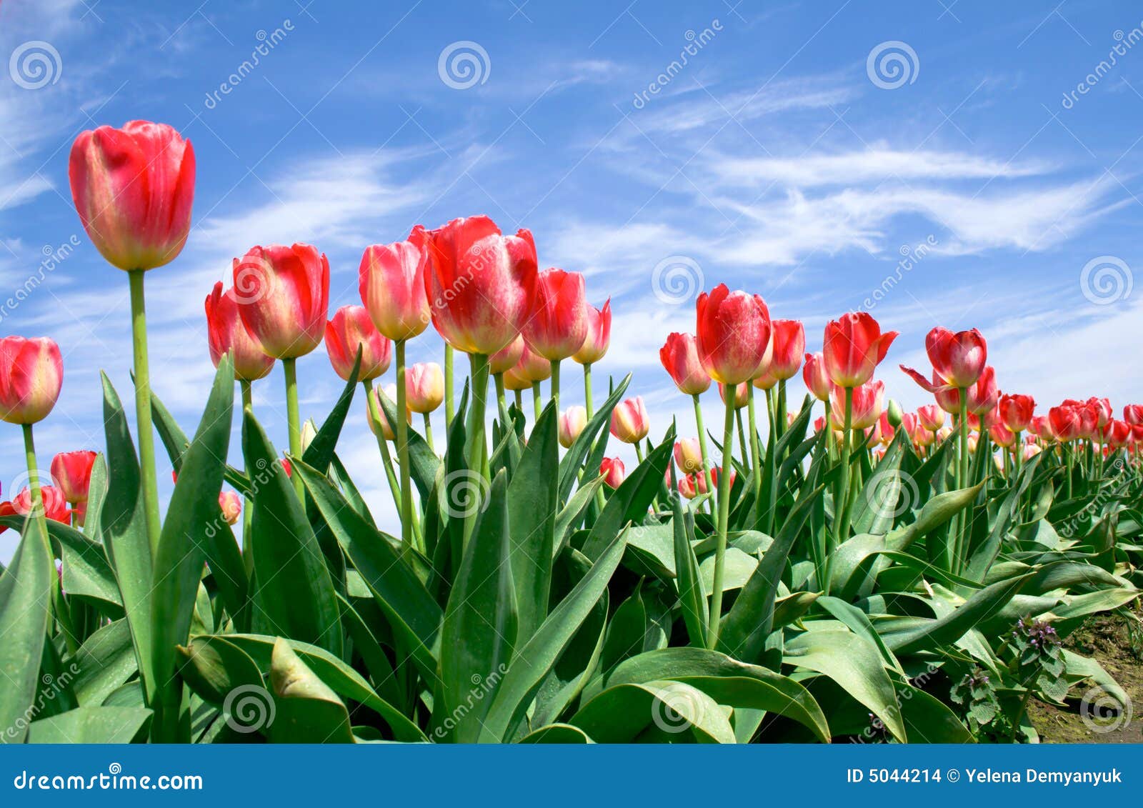 Tulipanes De Sprin? En Cielo Azul Foto de archivo - Imagen de flores ...