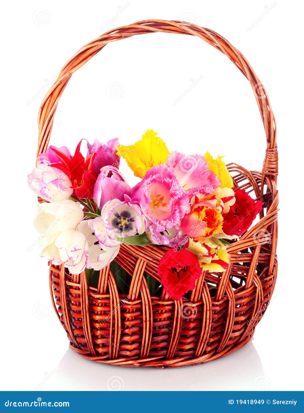 Tulipanes En La Cesta Aislada Imagen de archivo - Imagen de cierre ...