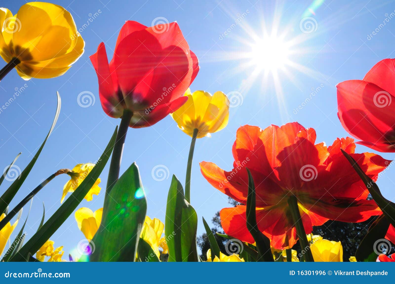 Tulipanes en sol foto de archivo. Imagen de resorte, azul - 16301996
