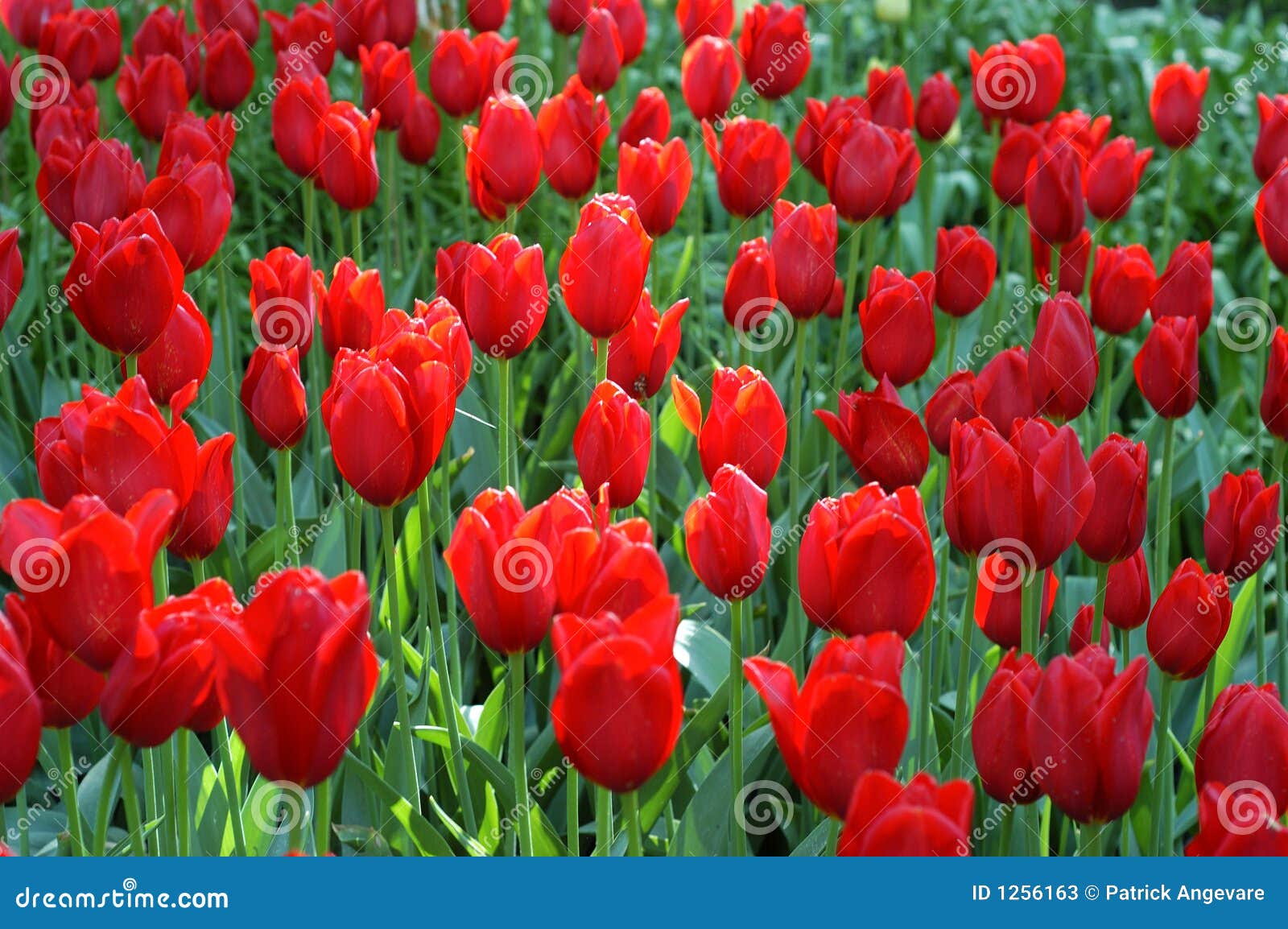 Tulipanes rojos imagen de archivo. Imagen de flor, tulipanes - 1256163