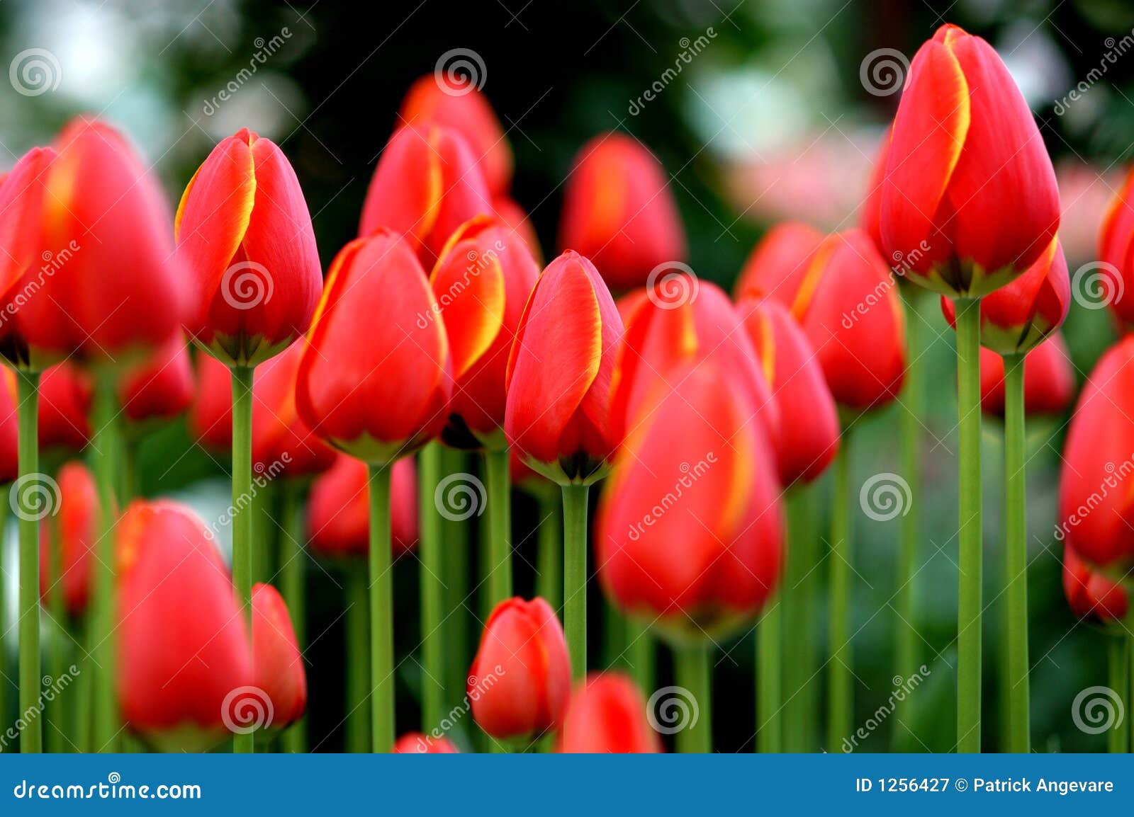 Tulipanes rojos imagen de archivo. Imagen de resorte, colores - 1256427