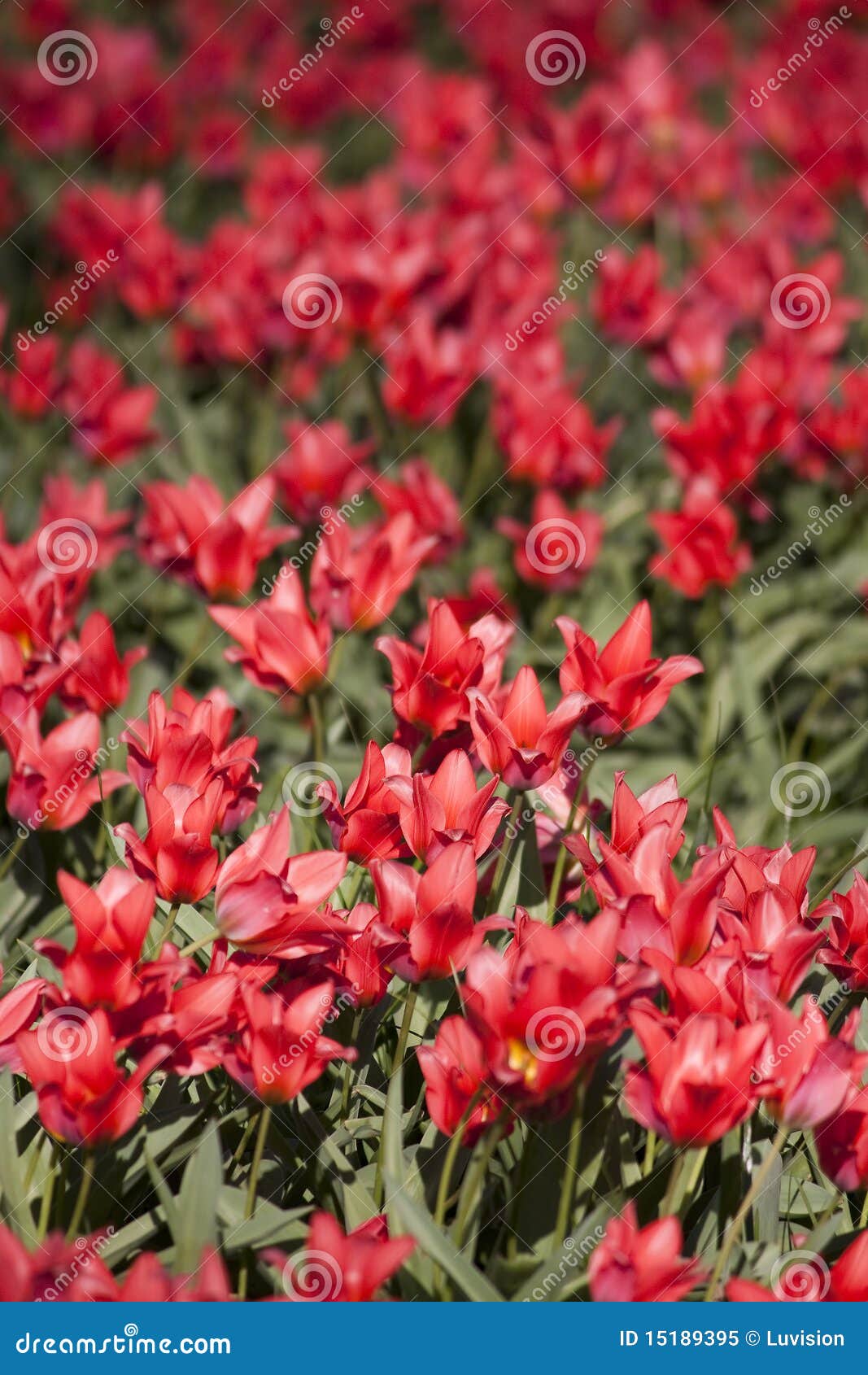 Tulipanes rojos imagen de archivo. Imagen de hermoso - 15189395