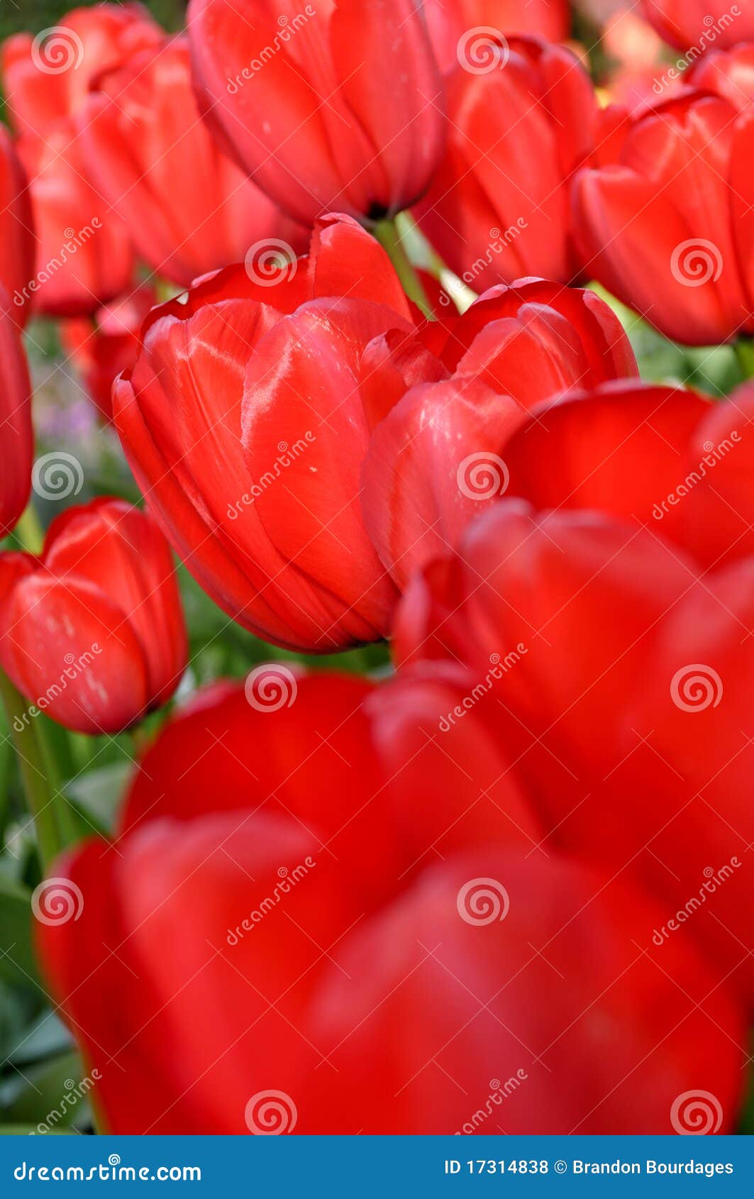 Tulipanes rojos foto de archivo. Imagen de campo, arreglo - 17314838