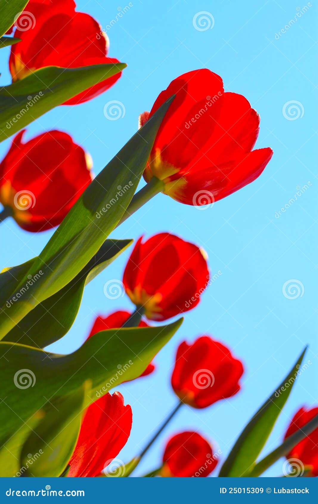 Tulipanes rojos imagen de archivo. Imagen de flora, estacional - 25015309