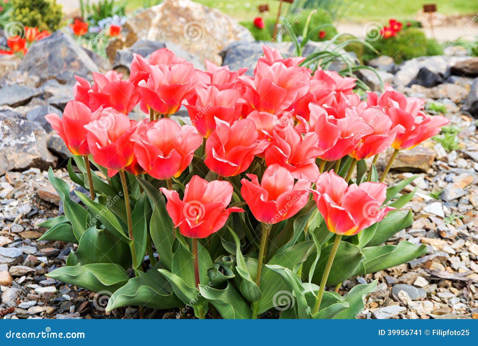 Tulipanes rojos imagen de archivo. Imagen de planta, holandés - 39956741