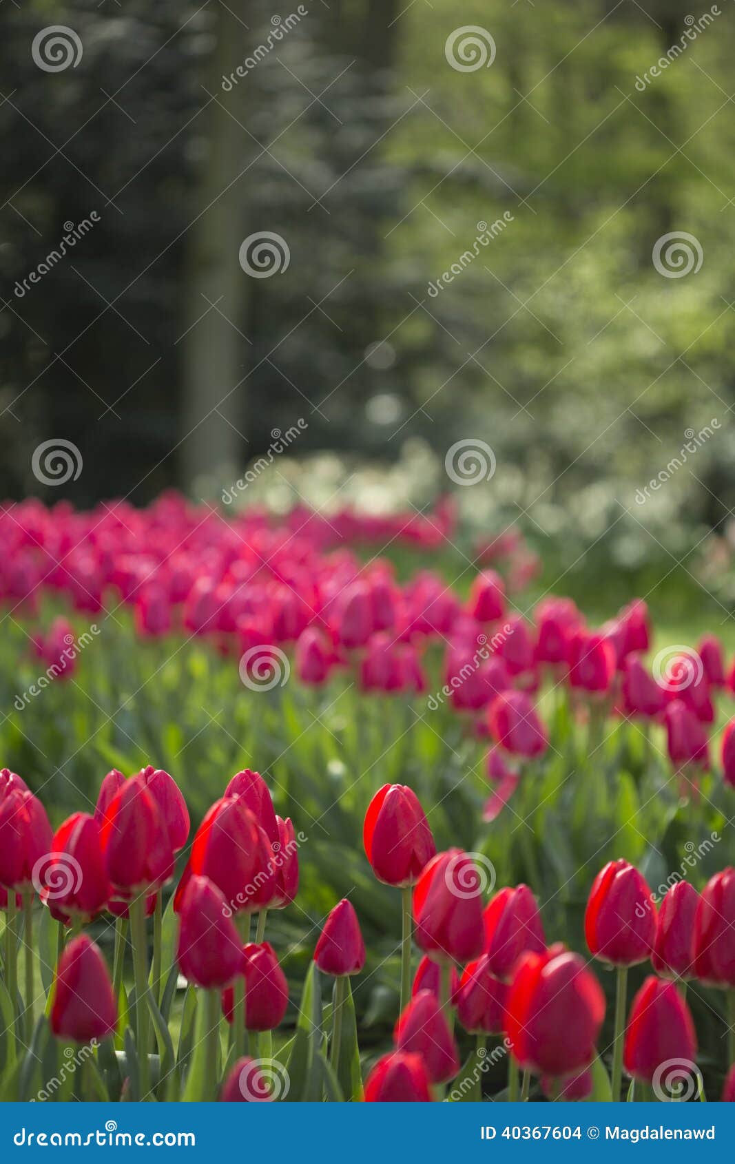 Tulipanes rojos foto de archivo. Imagen de amarillo, verde - 40367604