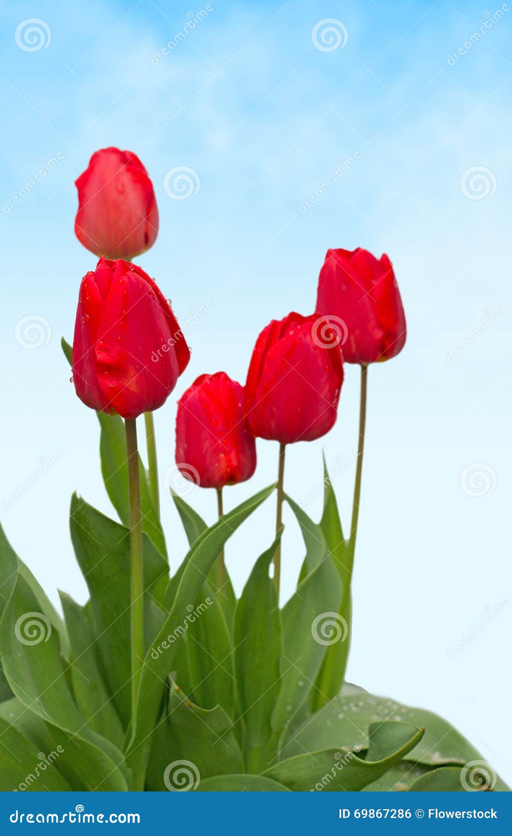 Tulipanes rojos foto de archivo. Imagen de planta, gotas - 69867286