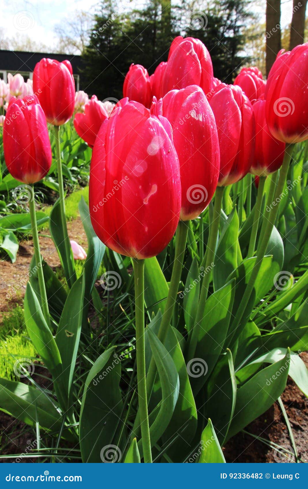 Tulipanes rojos foto de archivo. Imagen de agradable - 92336482