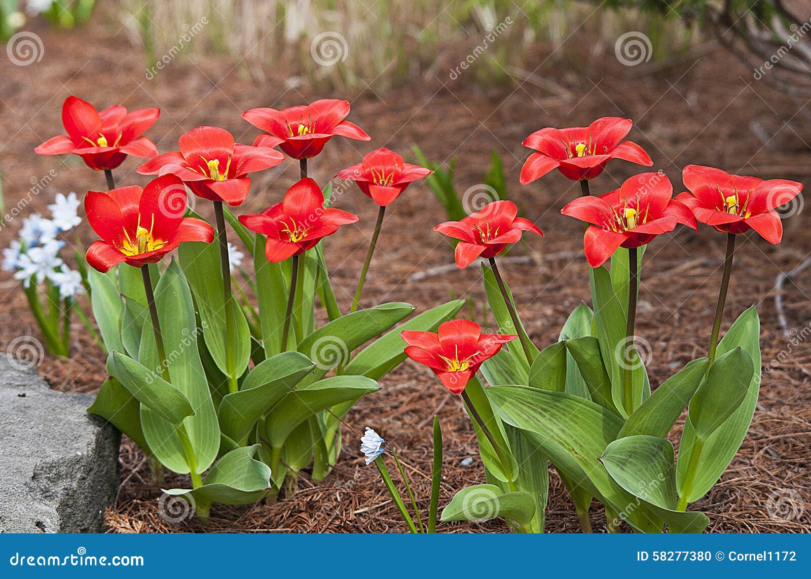 Tulipanes rojos brillantes foto de archivo. Imagen de floral - 58277380