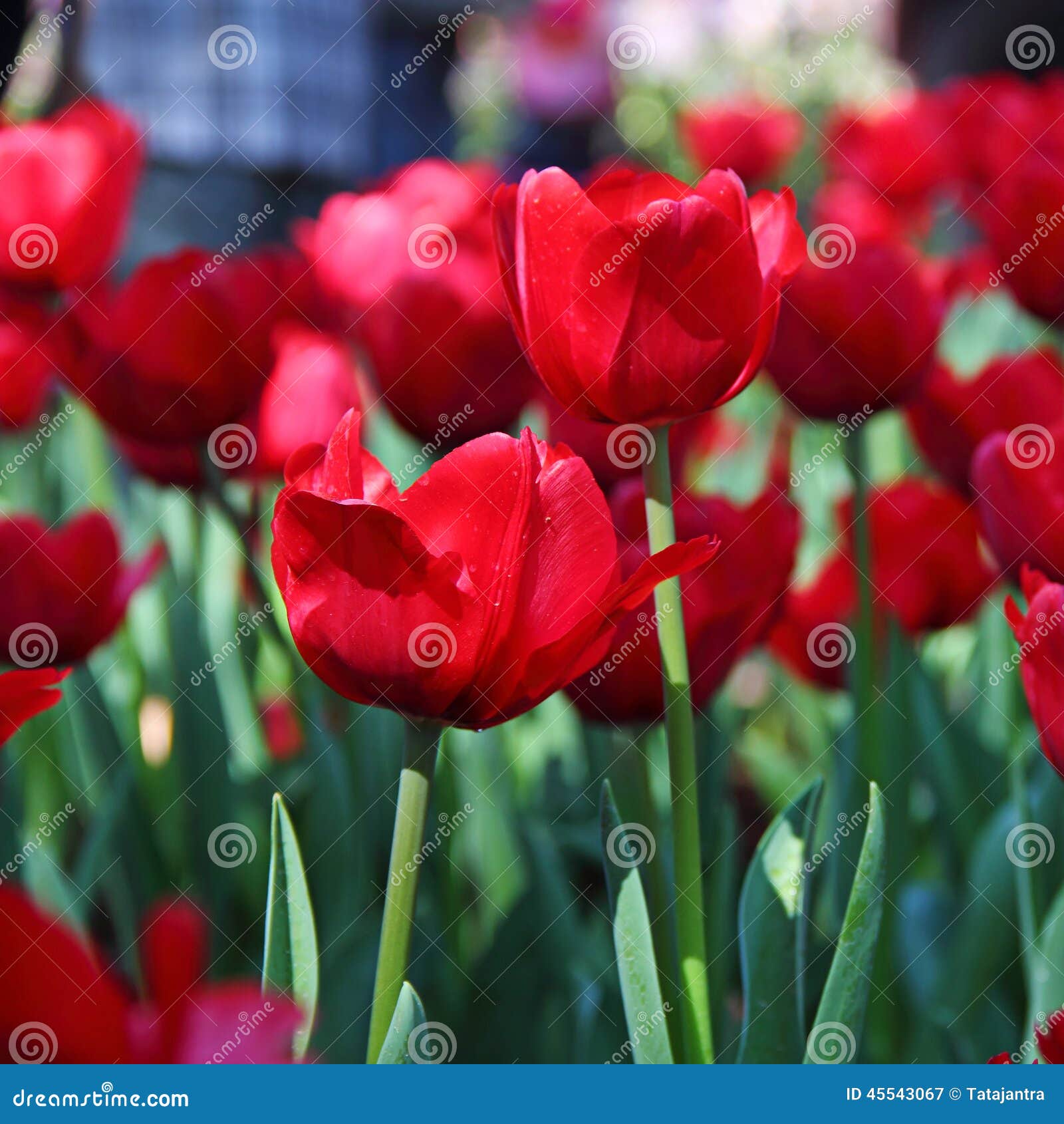 Tulipanes rojos hermosos imagen de archivo. Imagen de foreground - 45543067