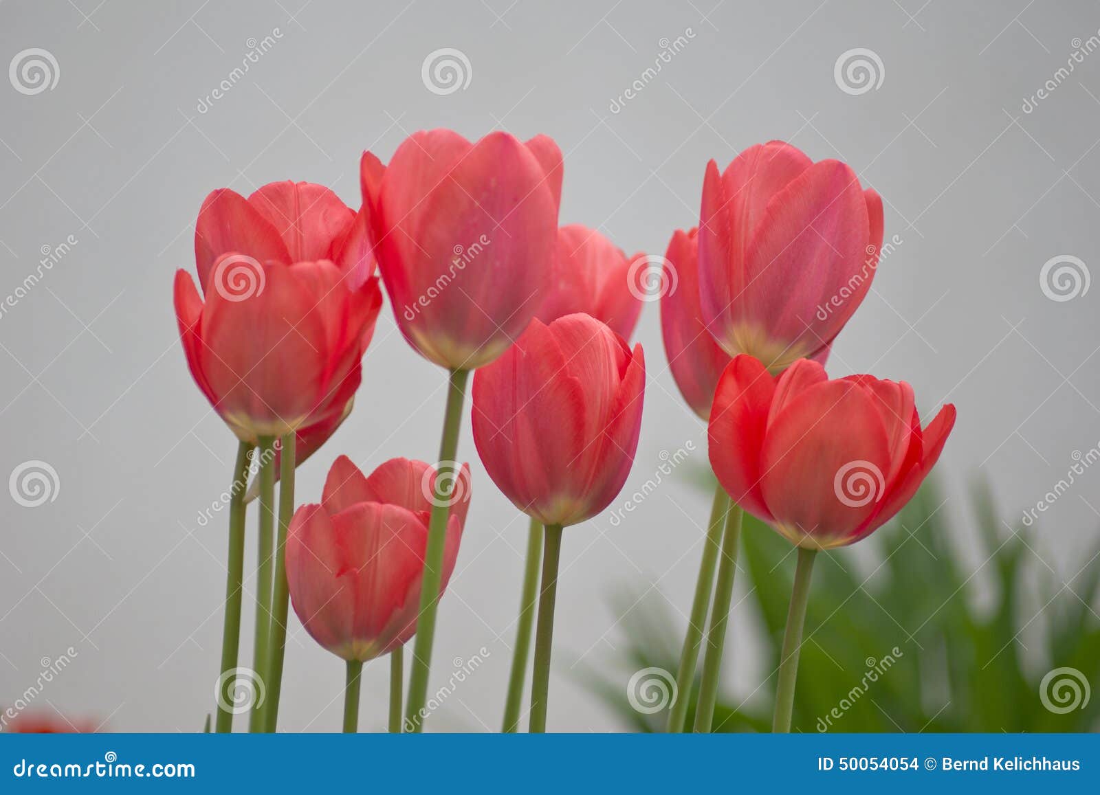 Tulipanes rojos hermosos foto de archivo. Imagen de oscurecer - 50054054