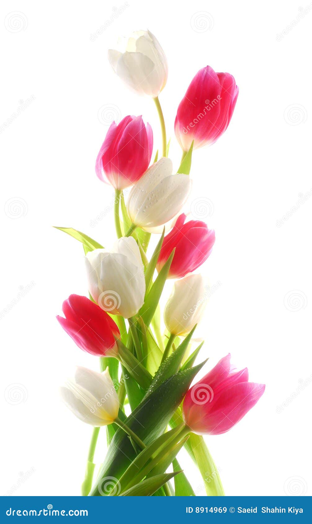 Tulipanes Verticales Imágenes de archivo libres de regalías - Imagen ...