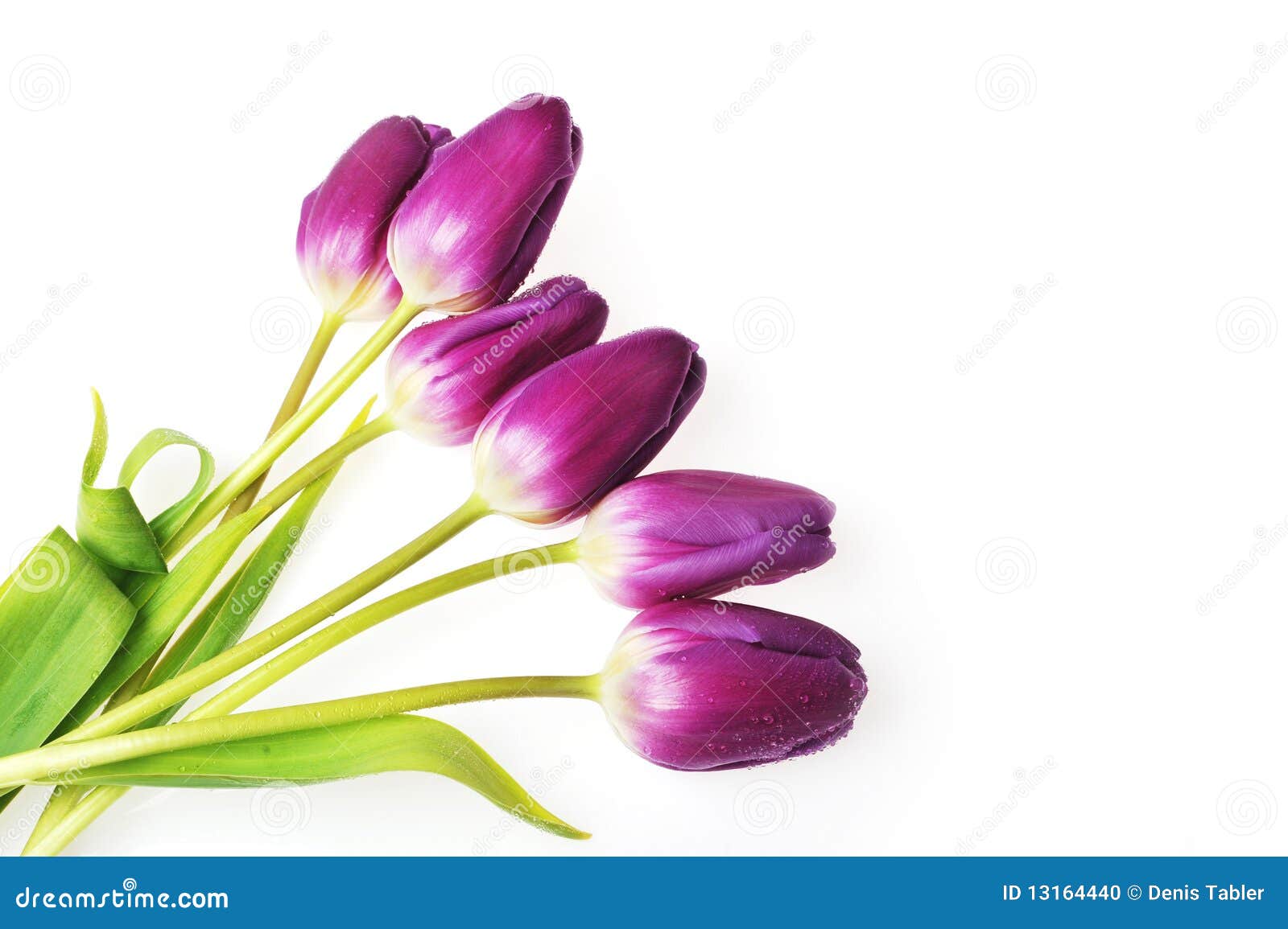 Tulipanes violetas foto de archivo. Imagen de color, grupo - 13164440