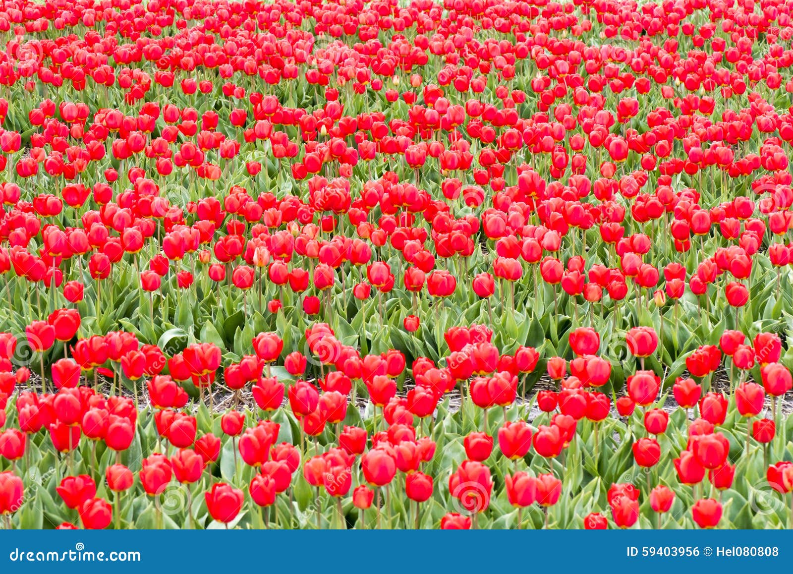 Tulipani rossi fotografia stock. Immagine di campi, brillare - 59403956