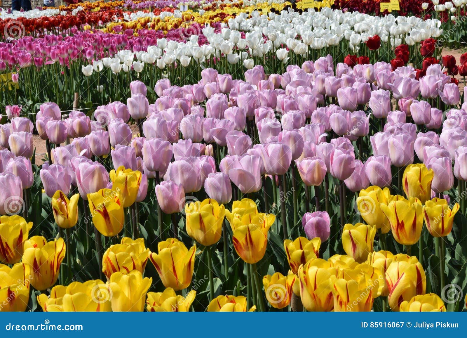 Tulipano immagine stock. Immagine di tulipano, colorato - 85916067