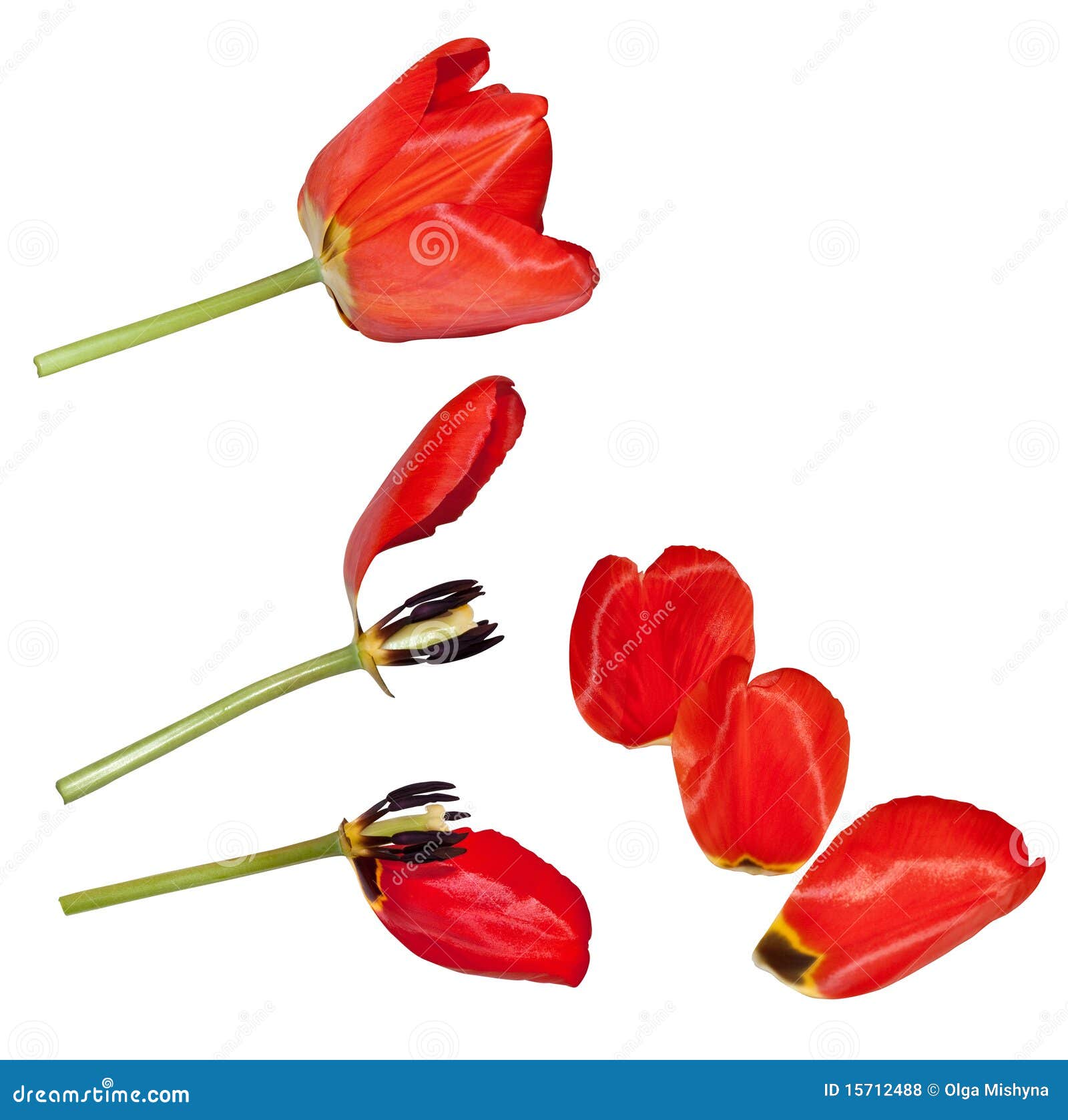 Tulipano e parti del fiore fotografia stock. Immagine di rosso - 15712488