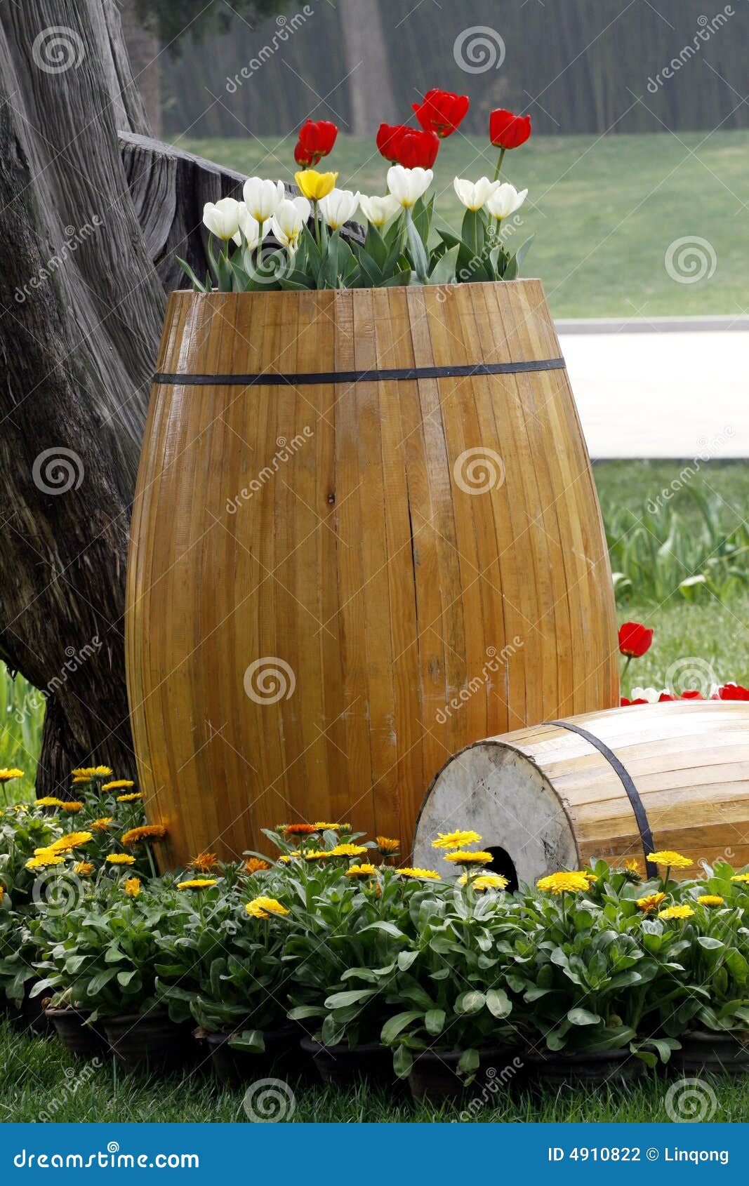 Tulipano Sul Barile Di Legno Fotografia Stock - Immagine di specifico ...