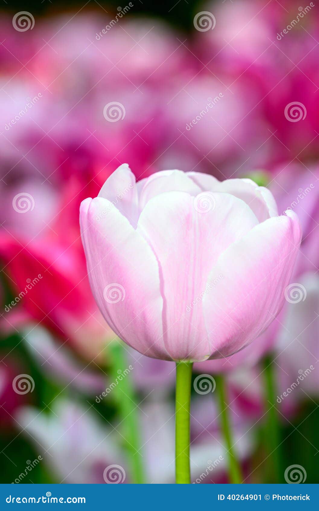 Tulipas cor-de-rosa imagem de stock. Imagem de tulipa - 40264901