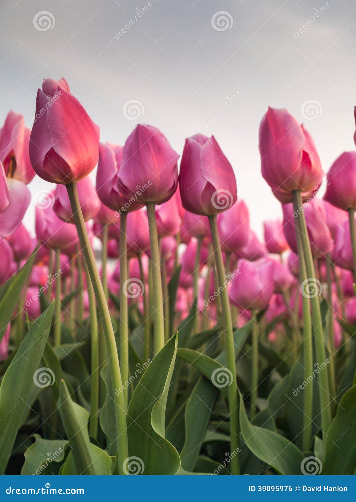 Tulipas Cor-de-rosa Fechadas Da Mola Foto de Stock - Imagem de bulbos ...