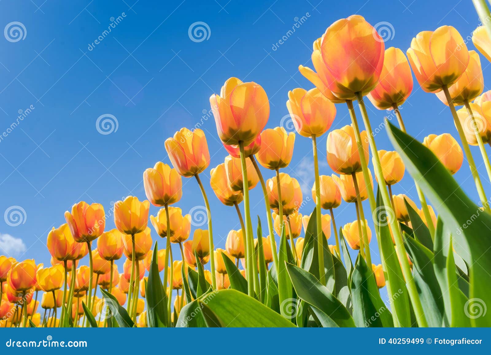 Tulipas no sol da mola. imagem de stock. Imagem de fundos - 40259499