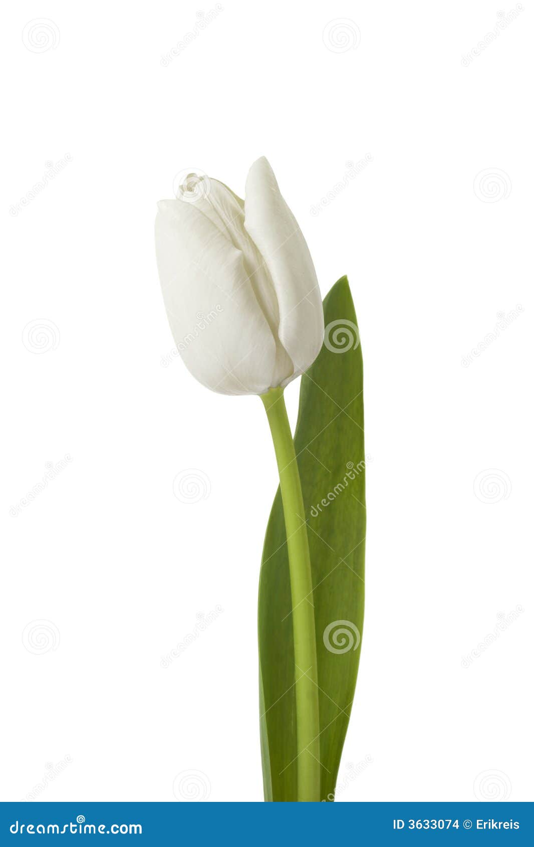 Tulipe blanche photo stock. Image du jardin, cadeau, vert - 3633074