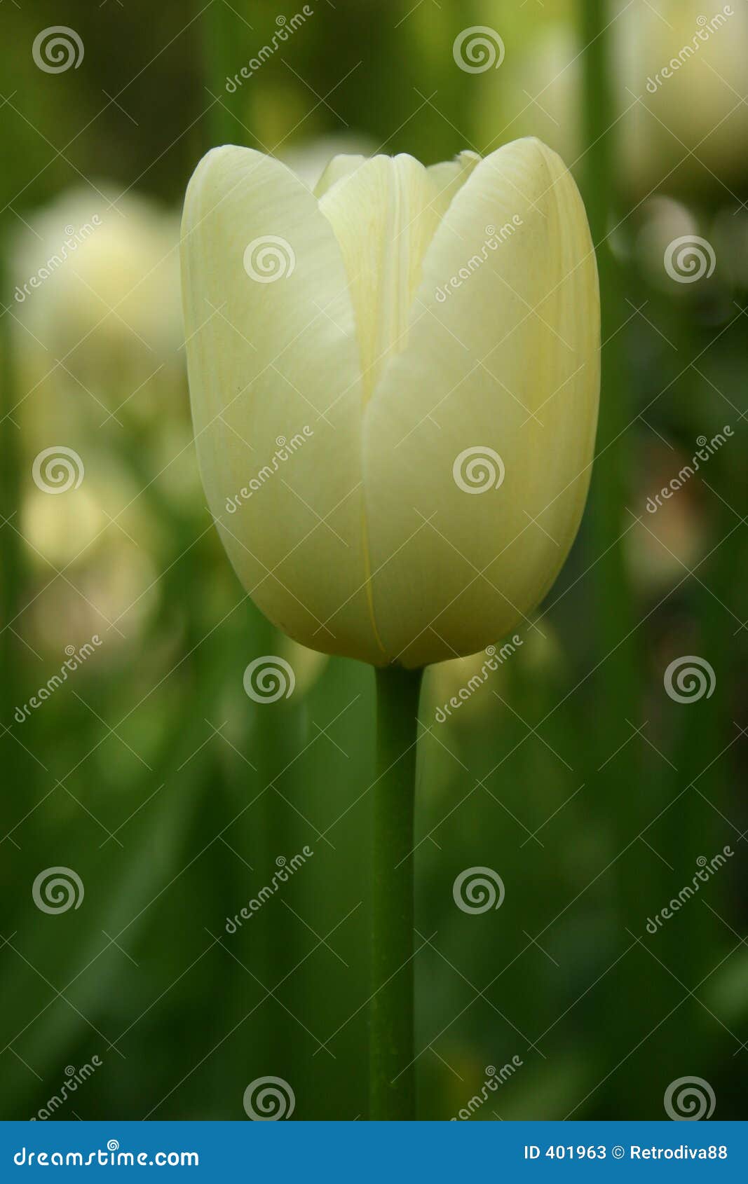 Tulipe blanche image stock. Image du vert, botanique, saisonnier - 401963