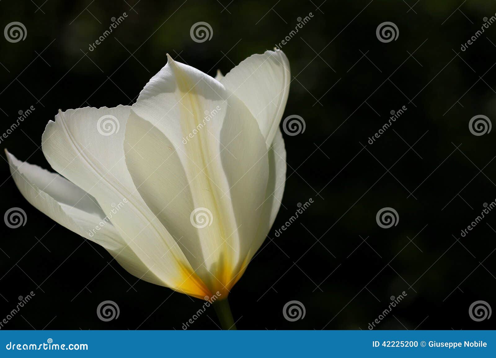 Tulipe blanche photo stock. Image du lumineux, illustration - 42225200