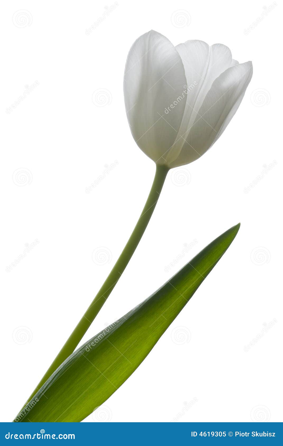Tulipe blanche. image stock. Image of tulipe, beau, pollen - 4619305