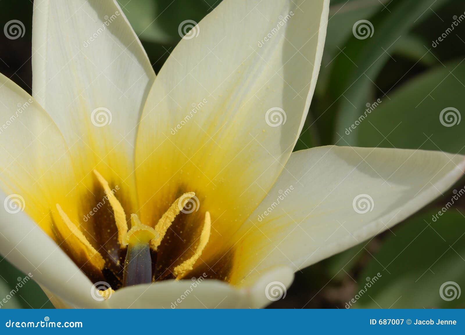 Tulipe blanche image stock. Image du pétales, ressort, blanc - 687007