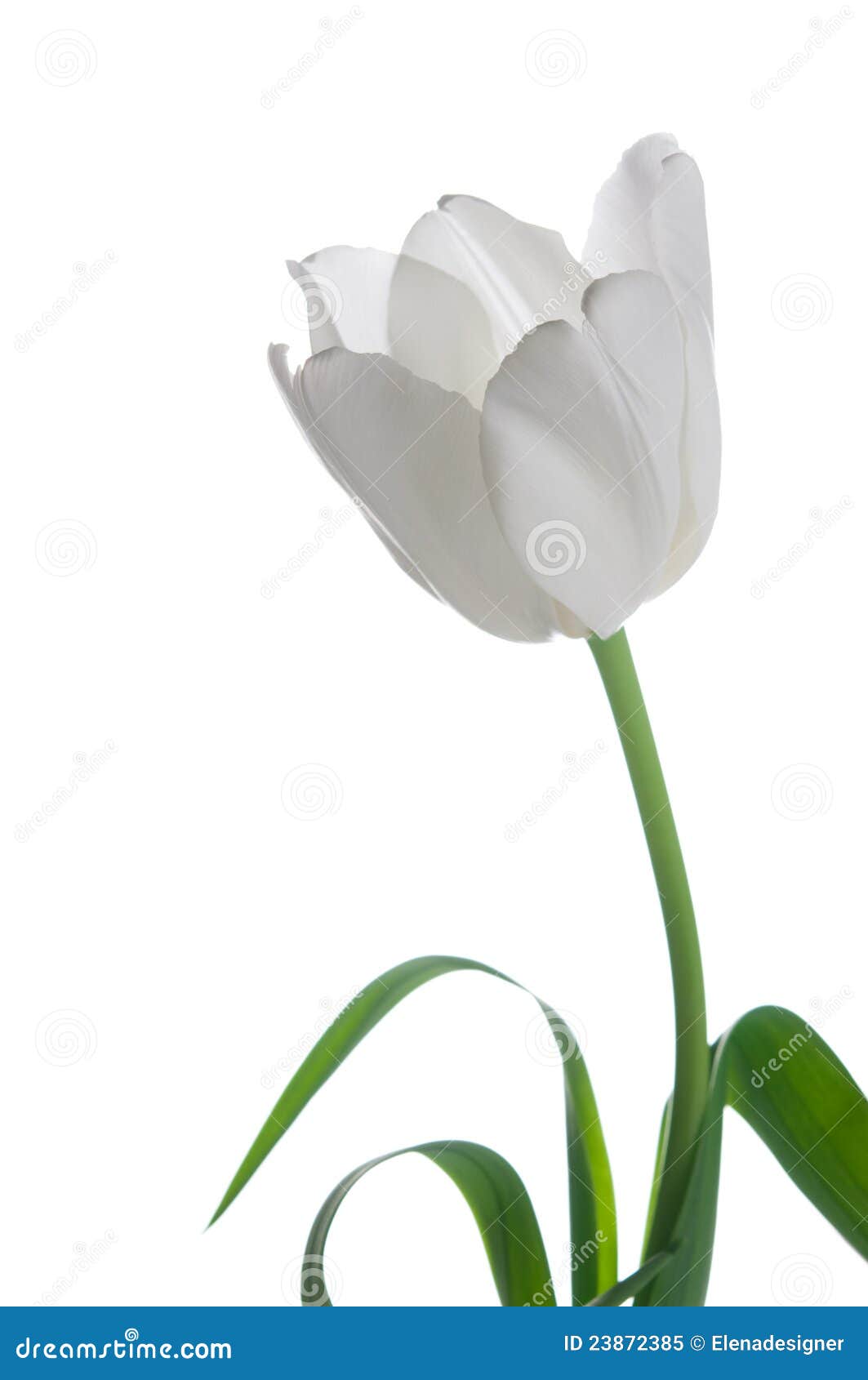Tulipe blanche d'isolement image stock. Image du pétale - 23872385