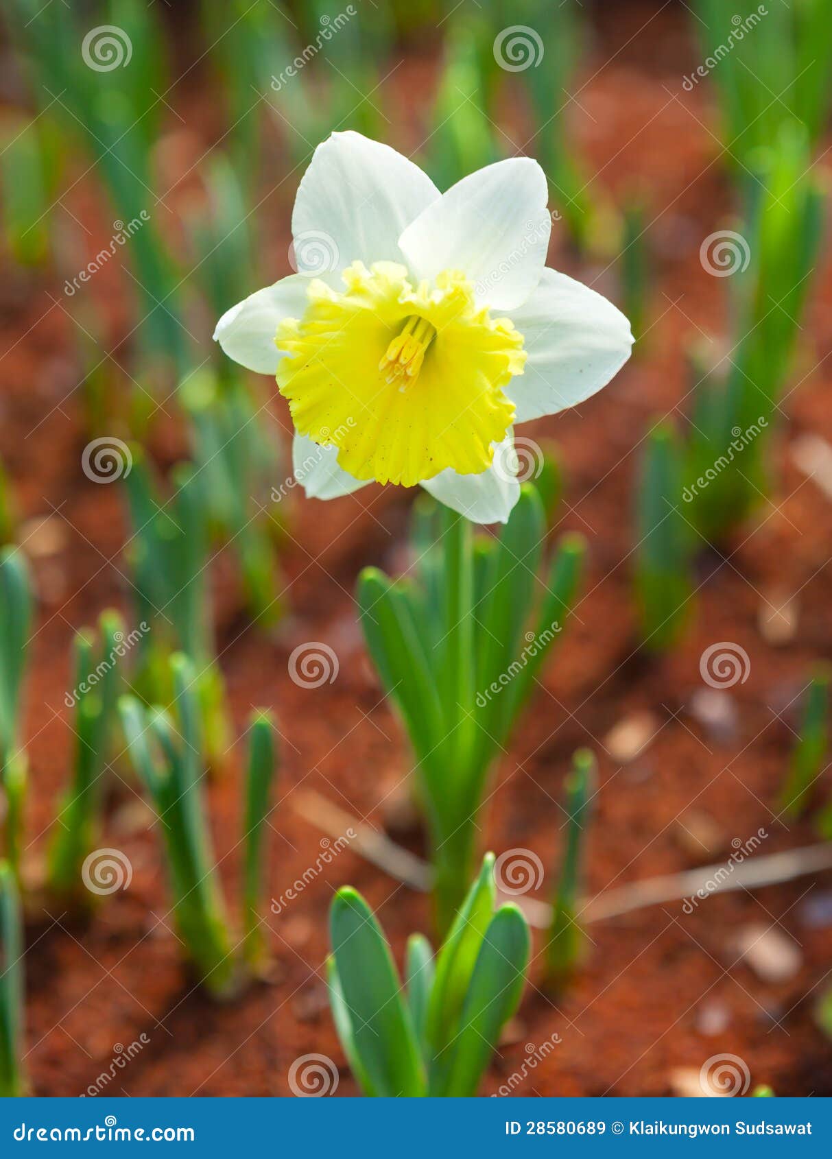 Tulipe Blanche De Fleur Dans Le Semis Image stock - Image du centrale ...