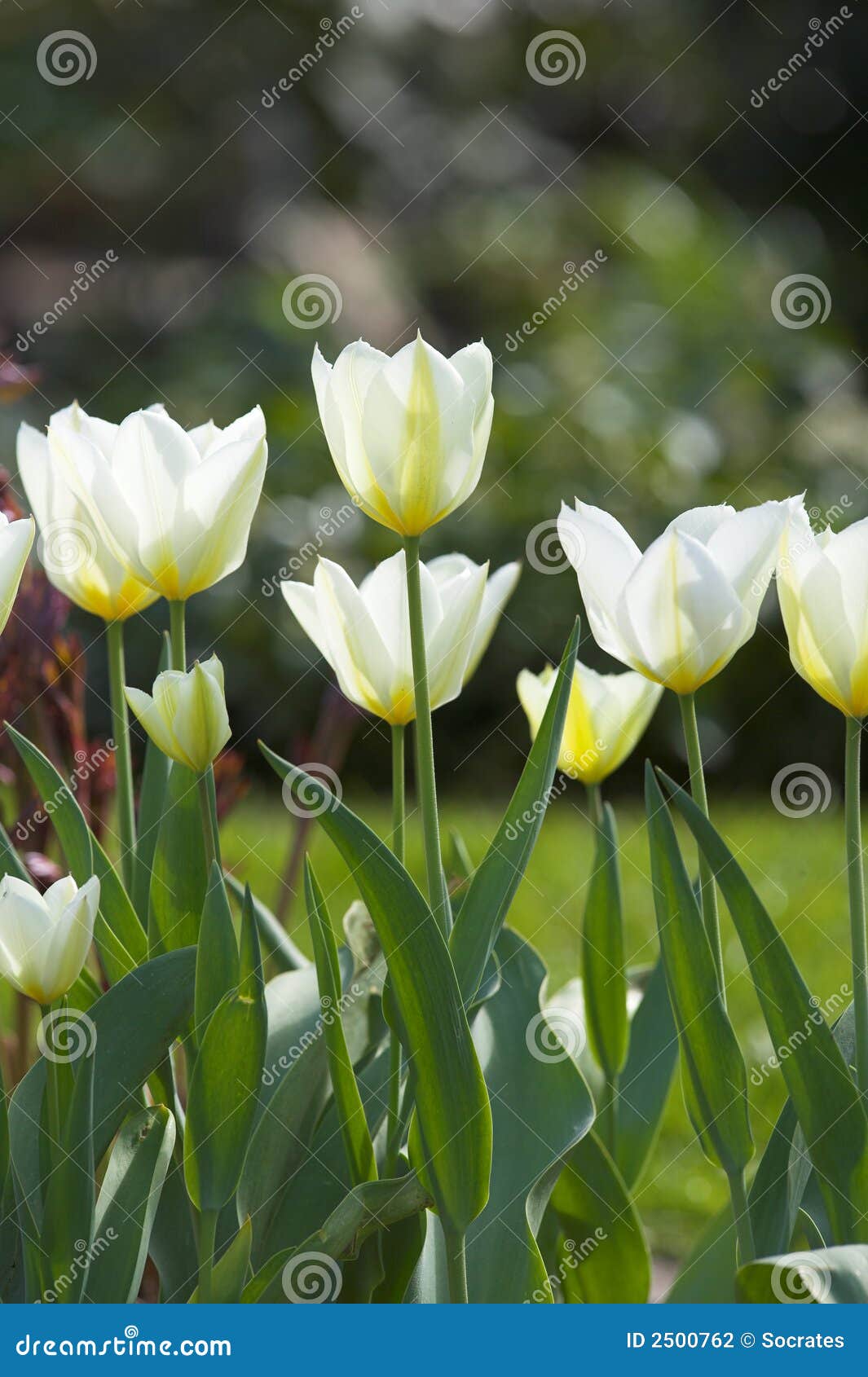 Tulipe blanche de source photo stock. Image du centrale - 2500762